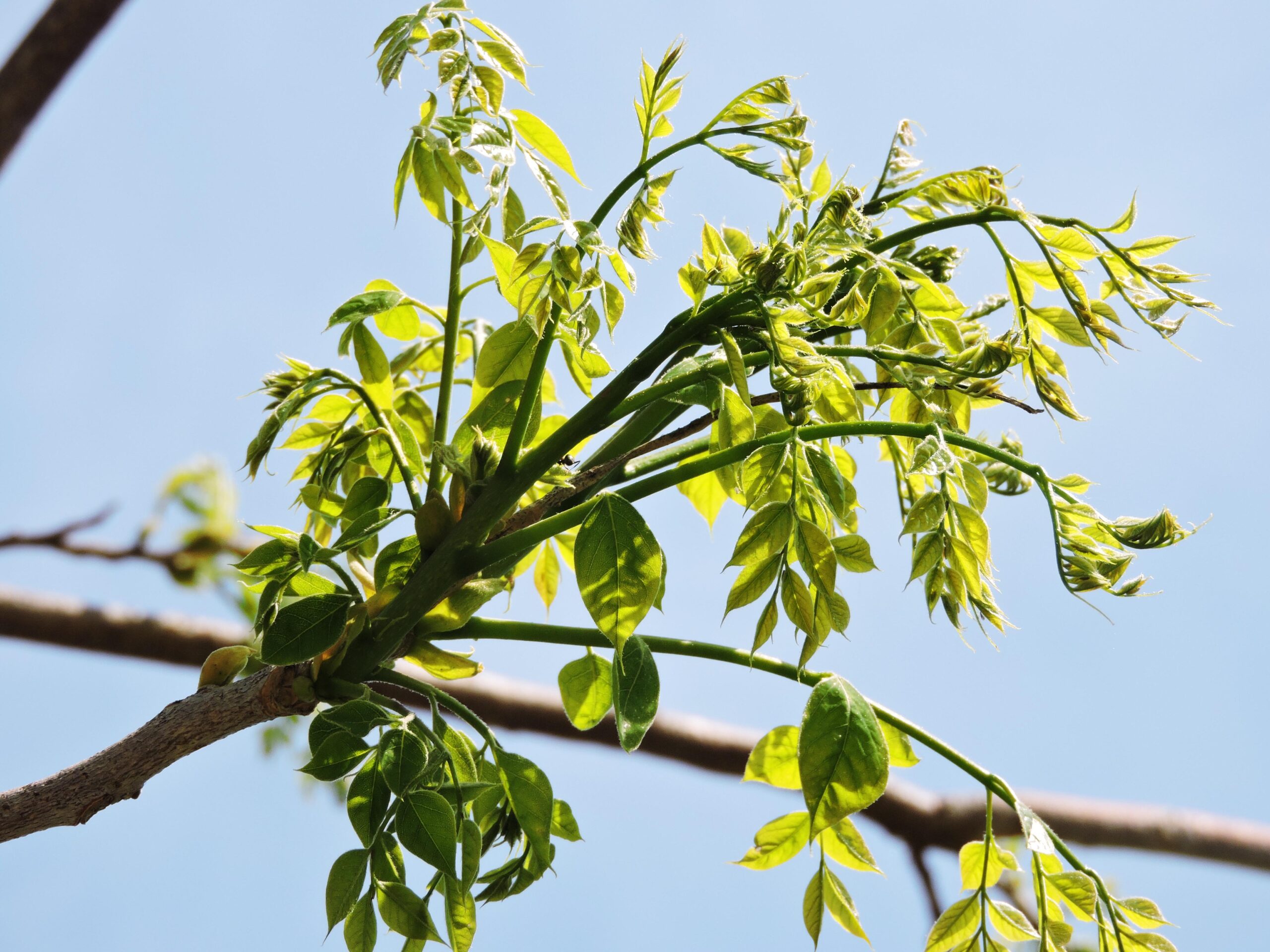 Gymnocladus dioicus ‘Espresso’ – Purdue Arboretum Explorer