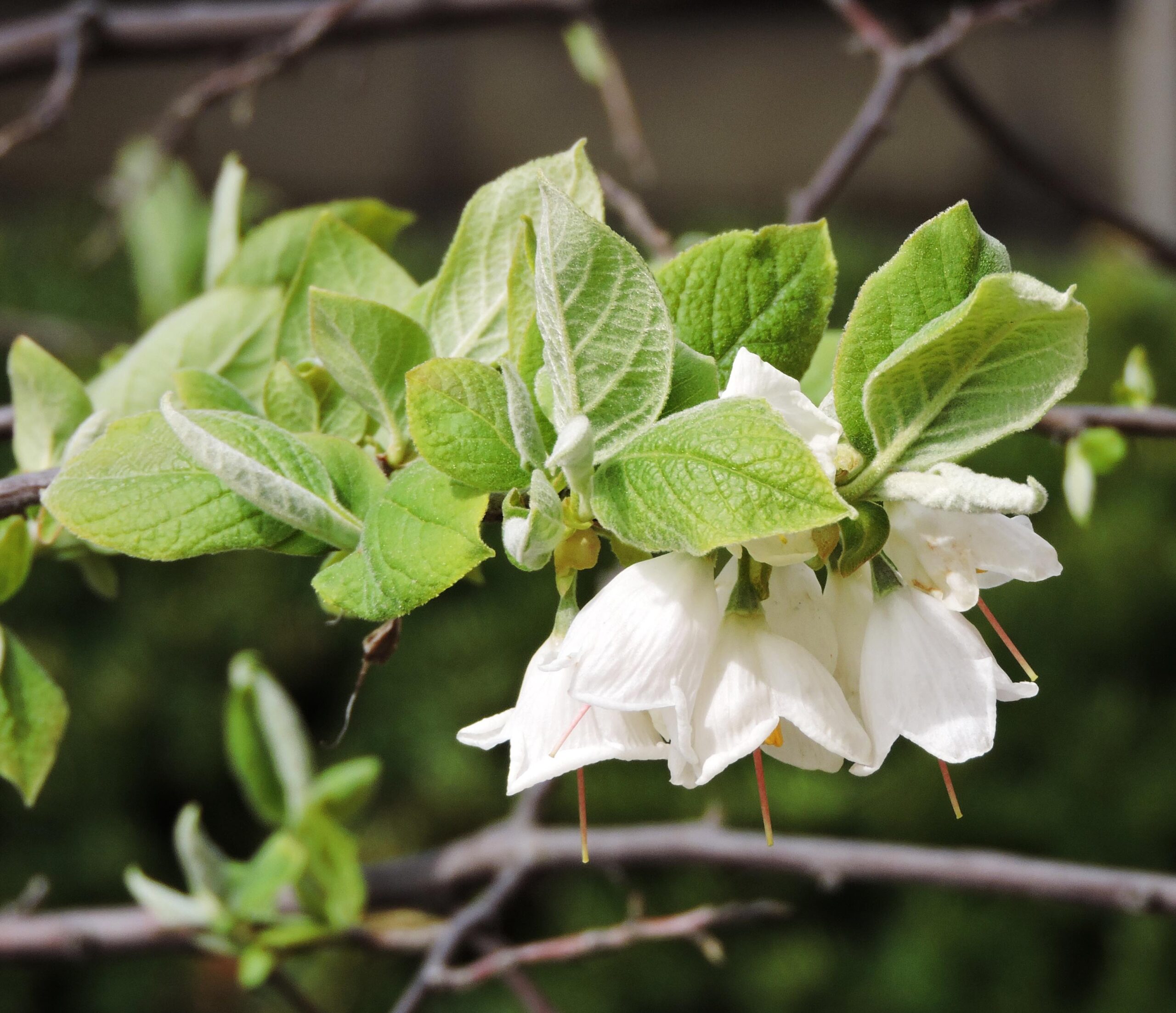 Halesia carolina – Purdue Arboretum Explorer