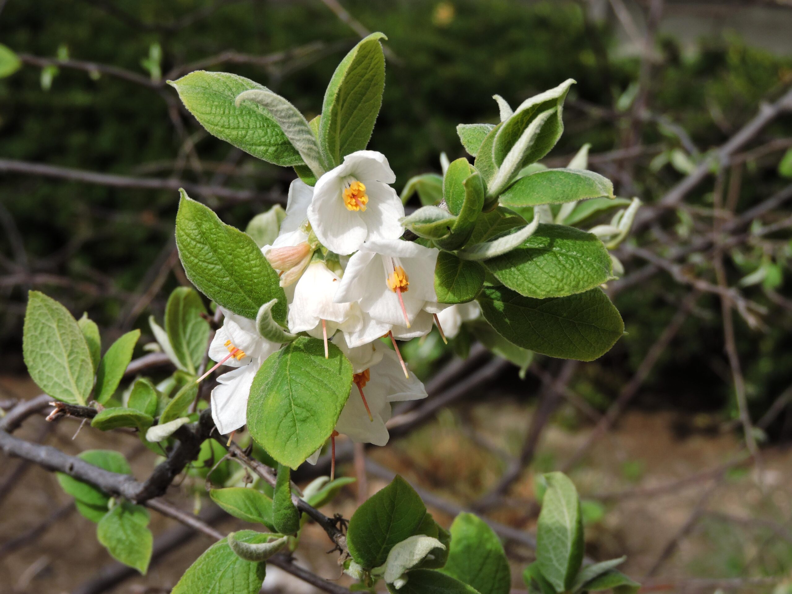 Halesia carolina – Purdue Arboretum Explorer