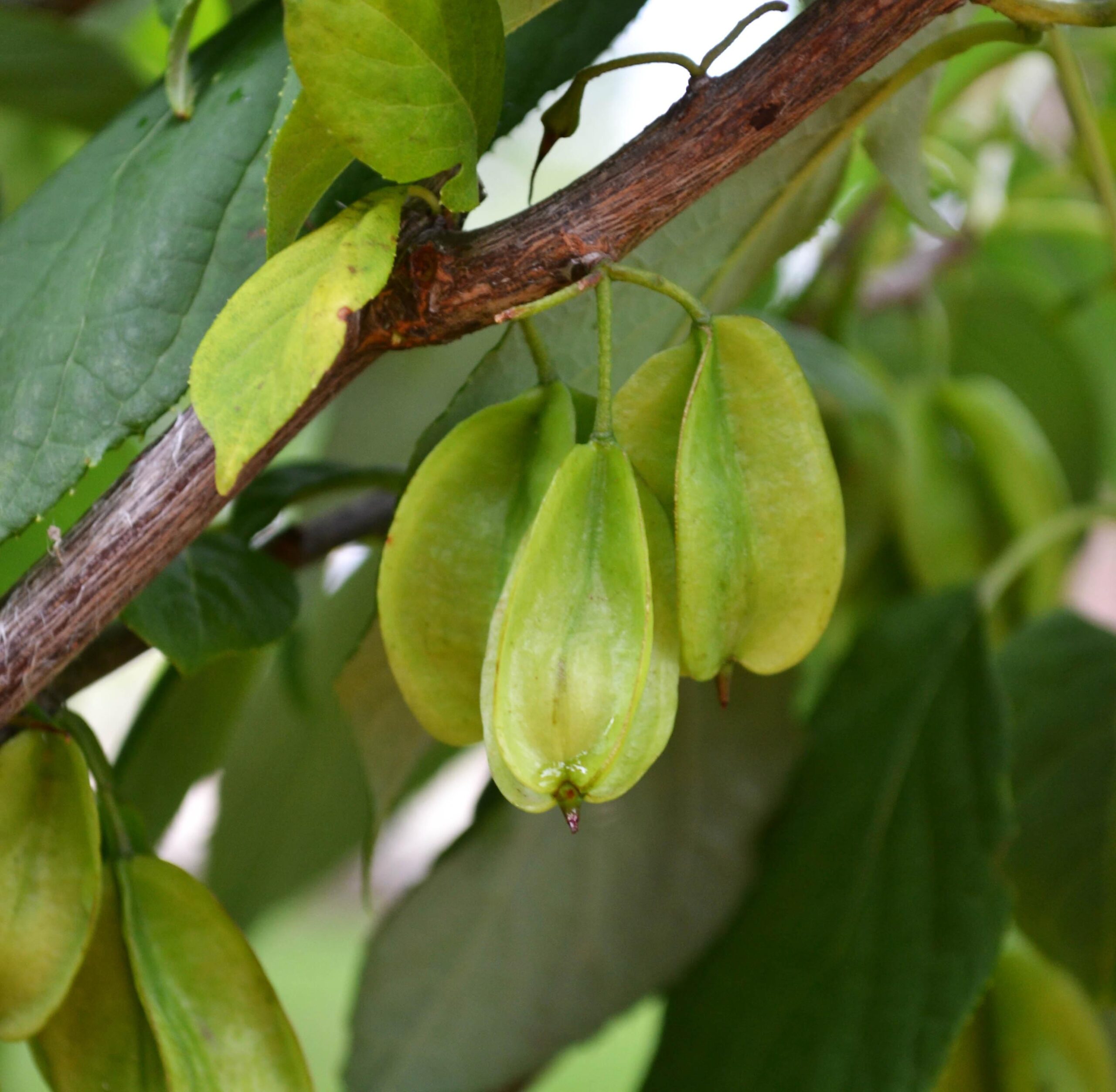 Halesia carolina – Purdue Arboretum Explorer