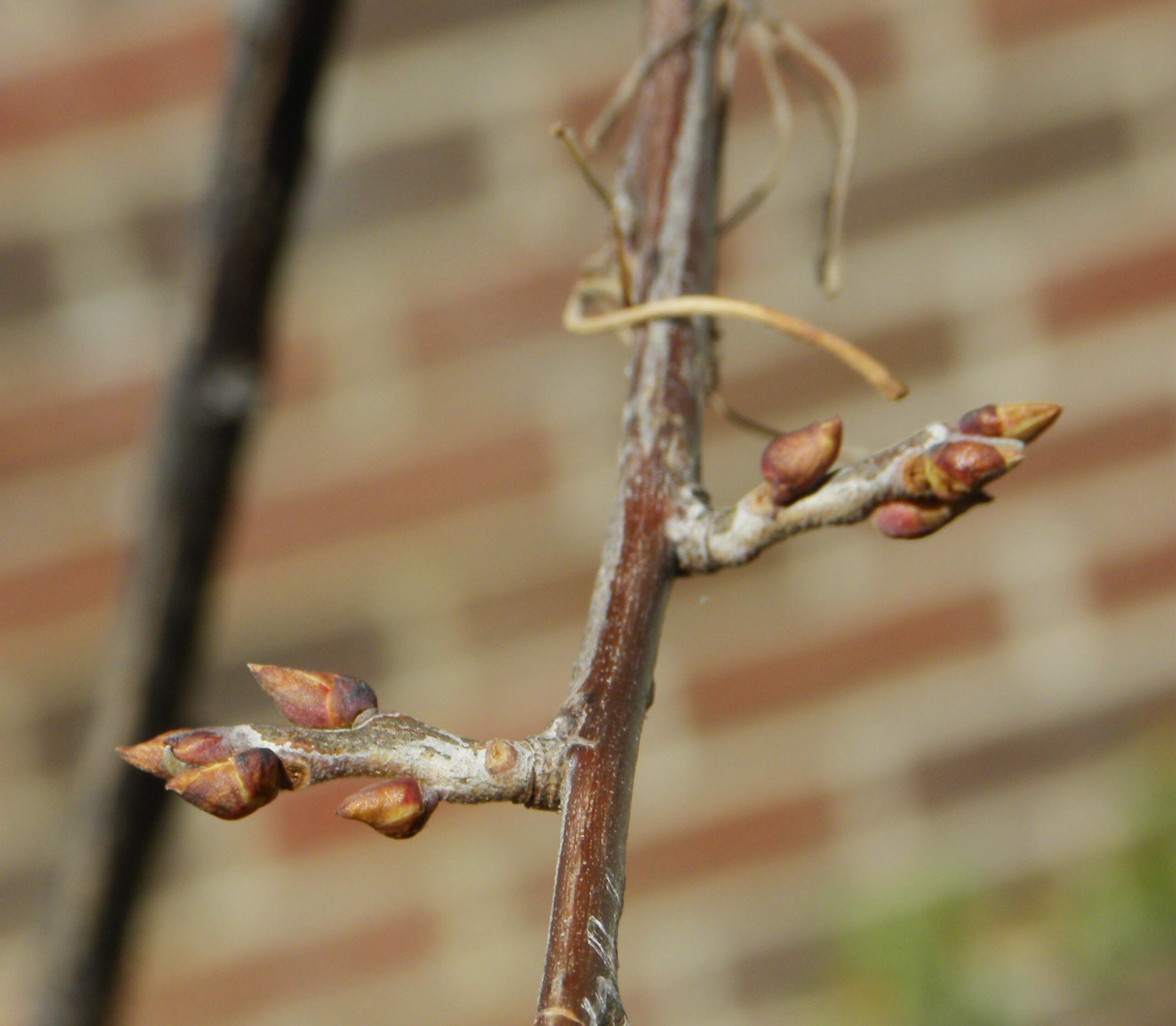 Halesia carolina – Purdue Arboretum Explorer