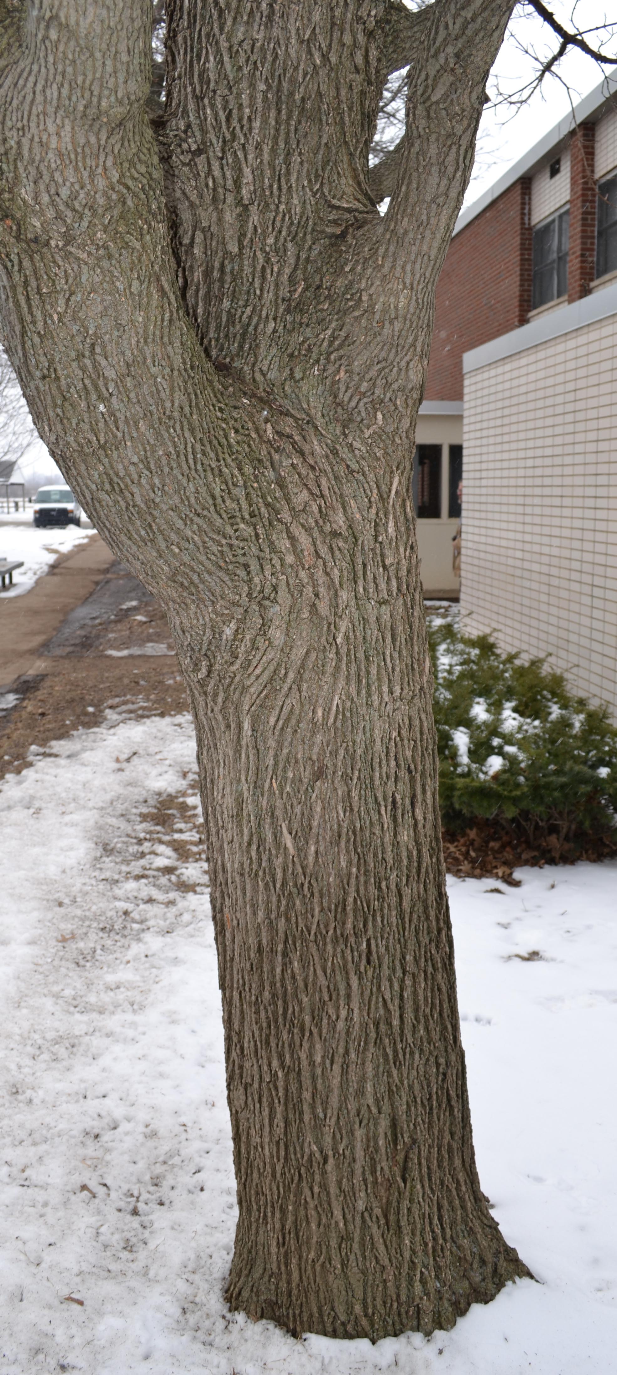 Acer platanoides ‘Columnare’ – Purdue Arboretum Explorer