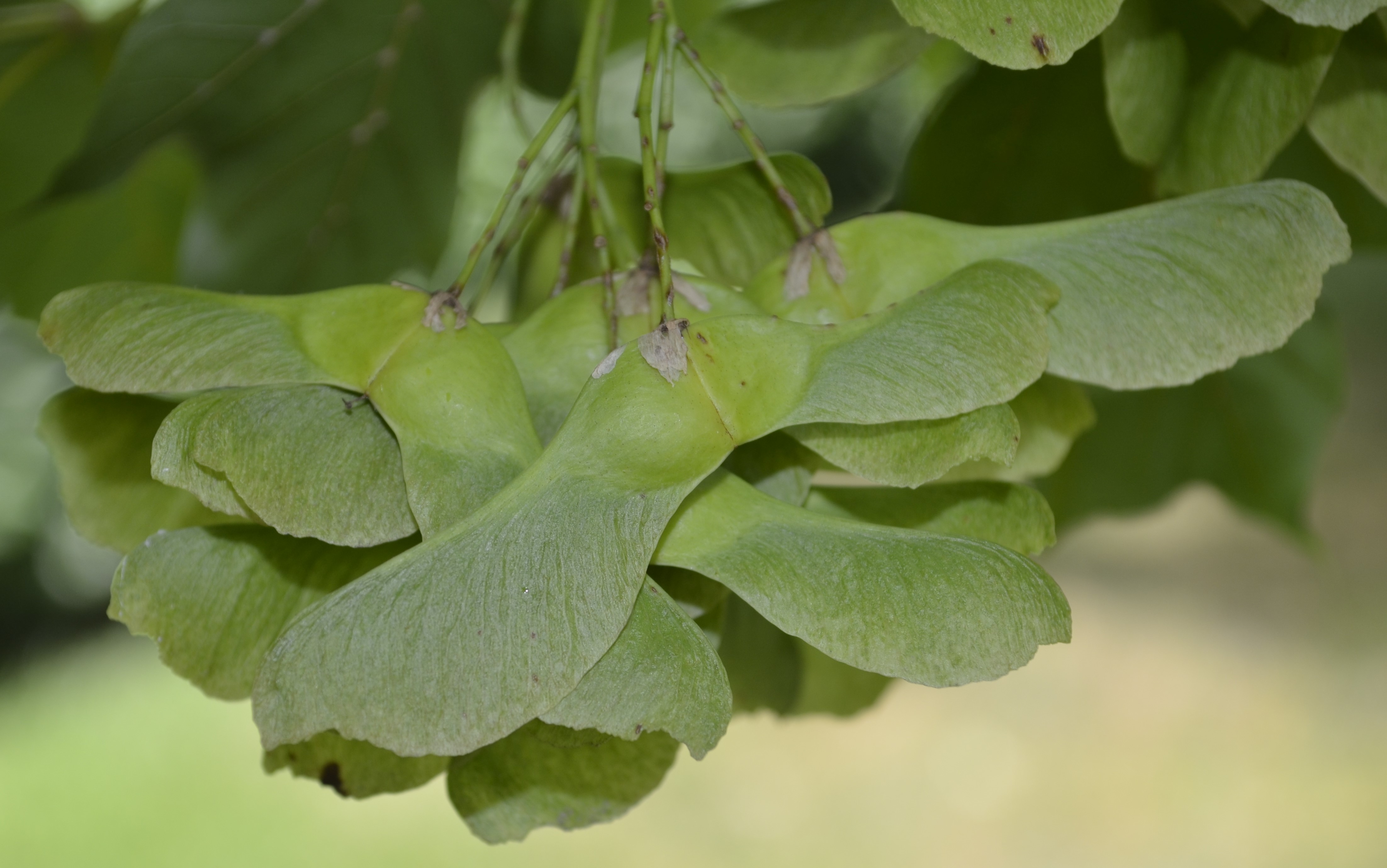 Acer platanoides ‘Columnare’ – Purdue Arboretum Explorer