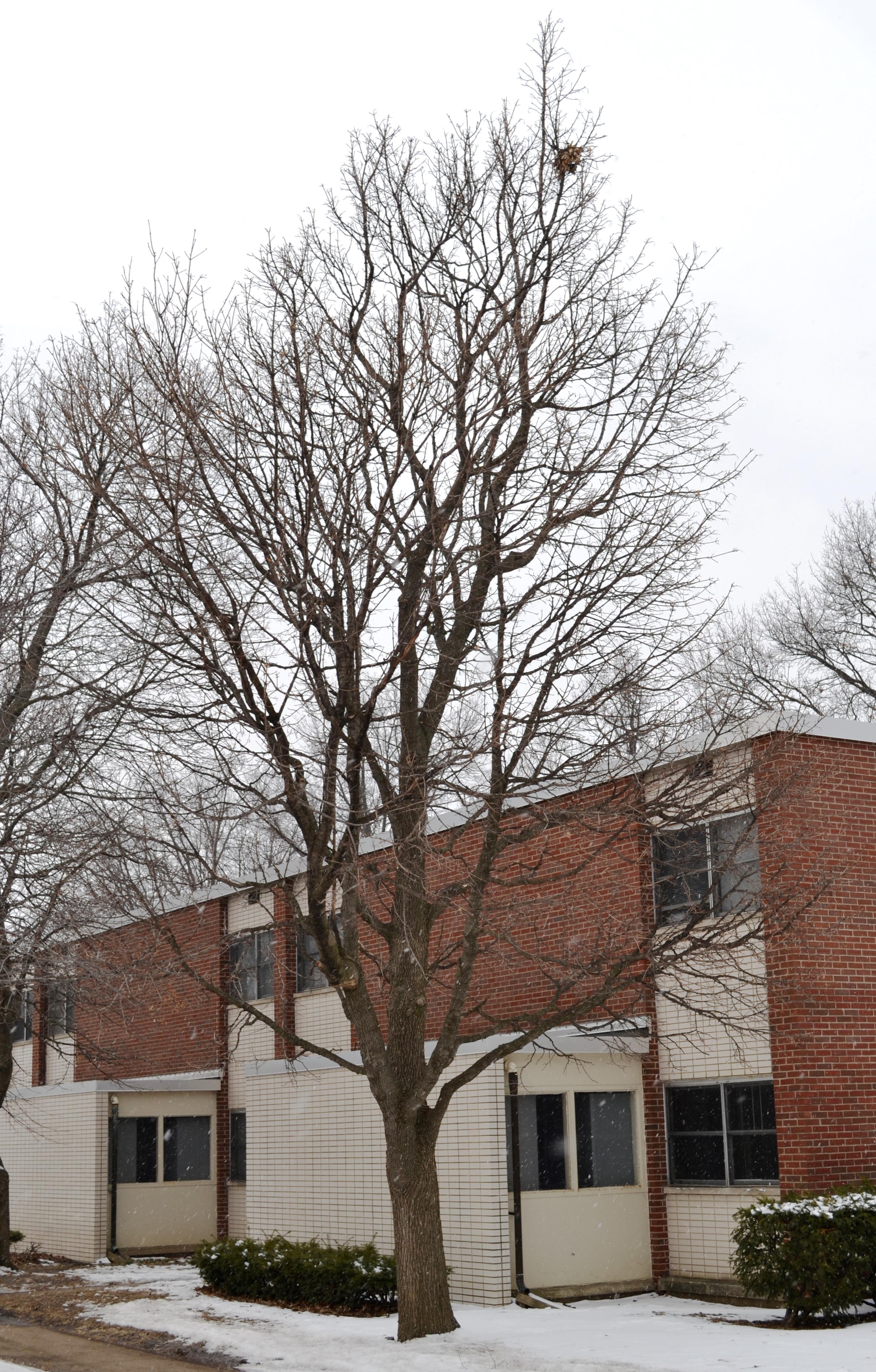 Acer platanoides ‘Columnare’ – Purdue Arboretum Explorer