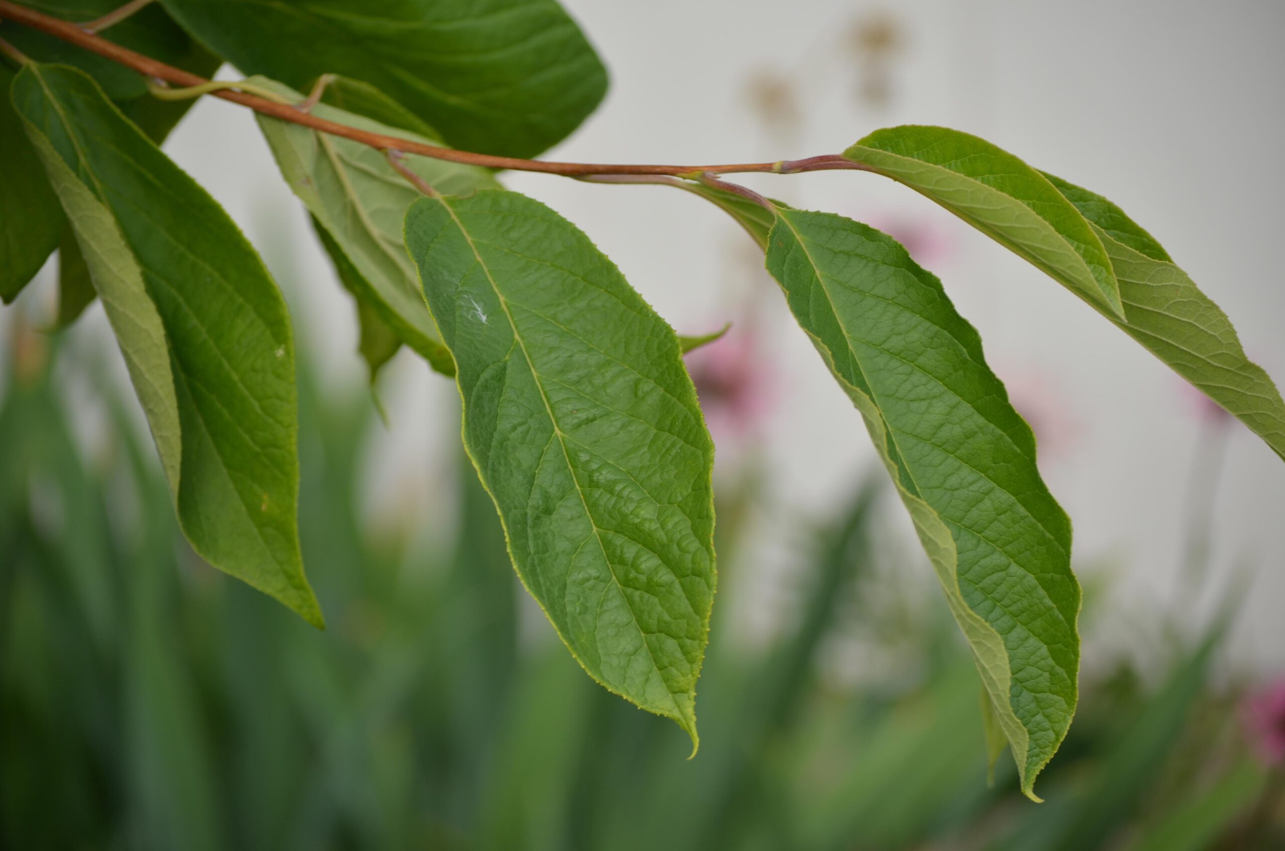 Halesia carolina ‘Arnold Pink’ – Purdue Arboretum Explorer