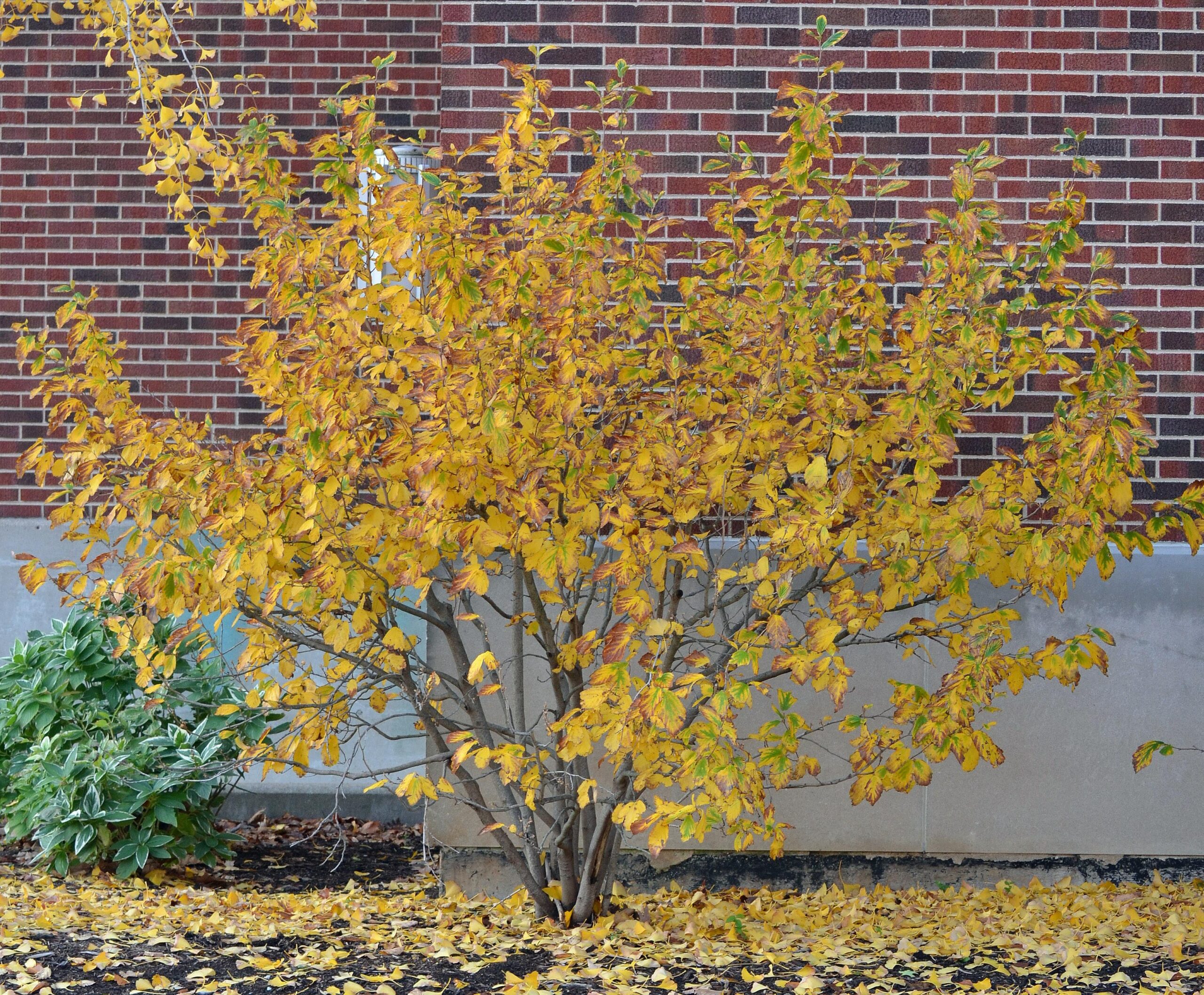 Hamamelis vernalis – Purdue Arboretum Explorer