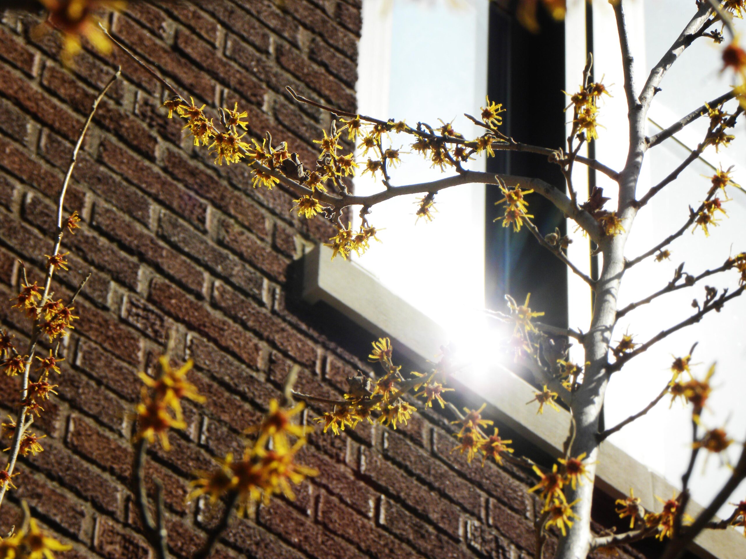 Hamamelis vernalis – Purdue Arboretum Explorer