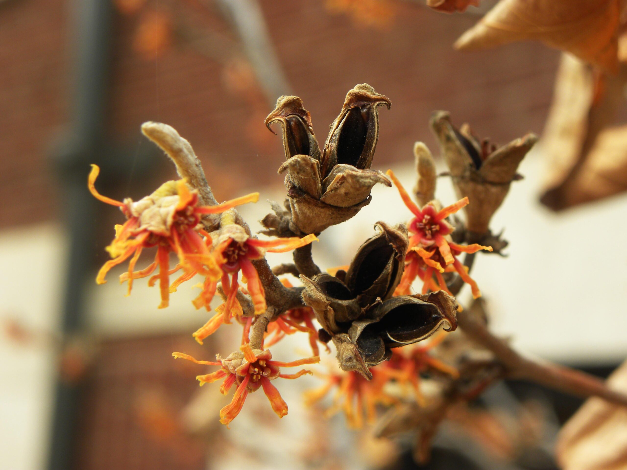 Hamamelis vernalis – Purdue Arboretum Explorer