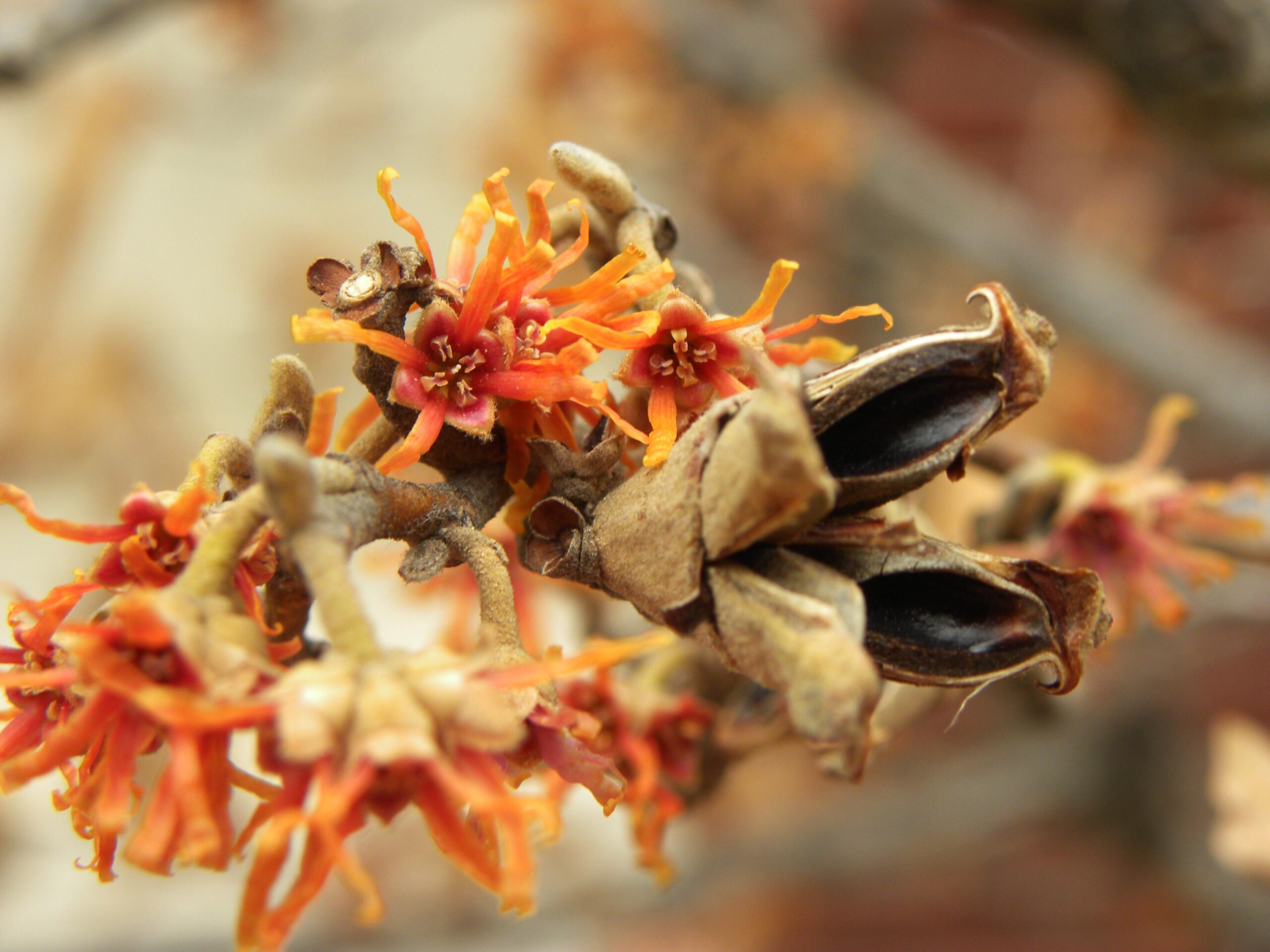 Hamamelis vernalis – Purdue Arboretum Explorer