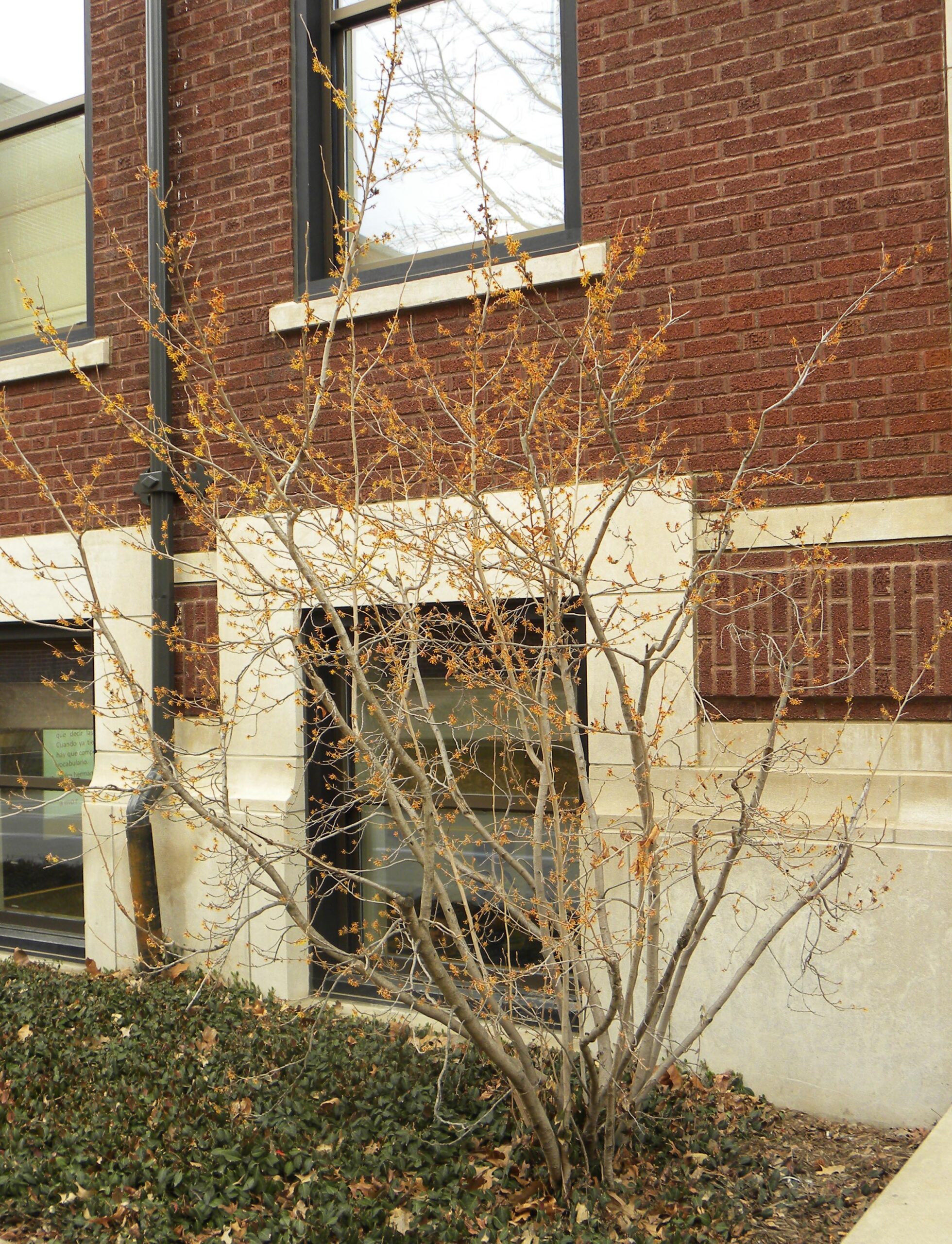 Hamamelis vernalis – Purdue Arboretum Explorer