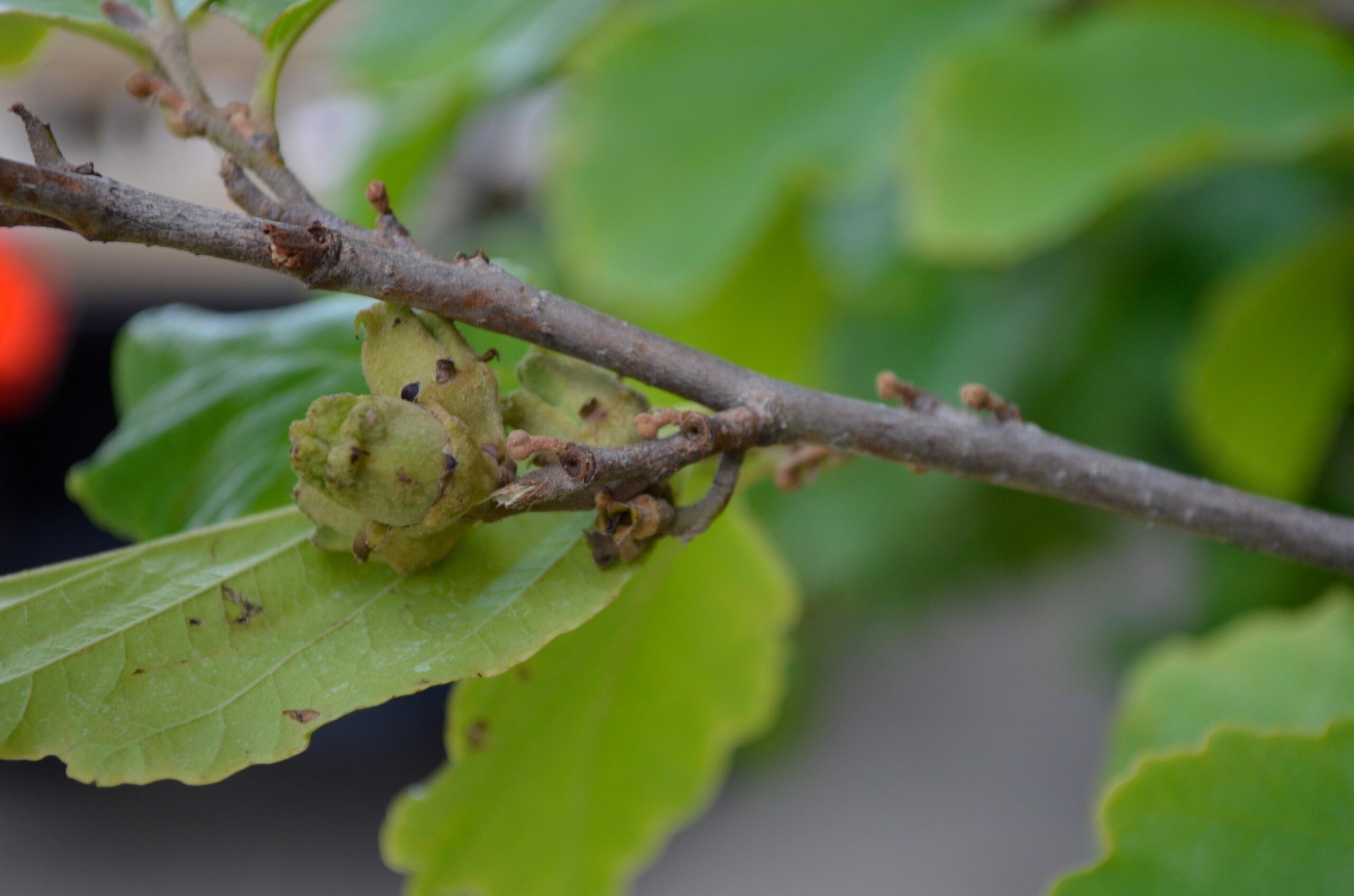 Hamamelis vernalis – Purdue Arboretum Explorer