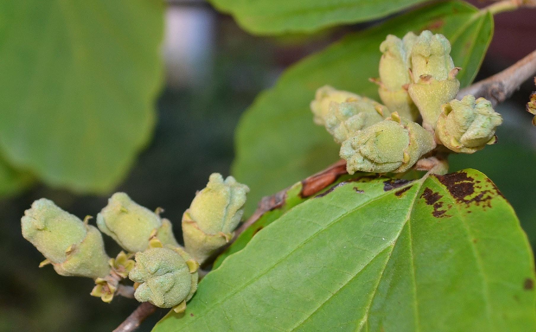 Hamamelis vernalis – Purdue Arboretum Explorer