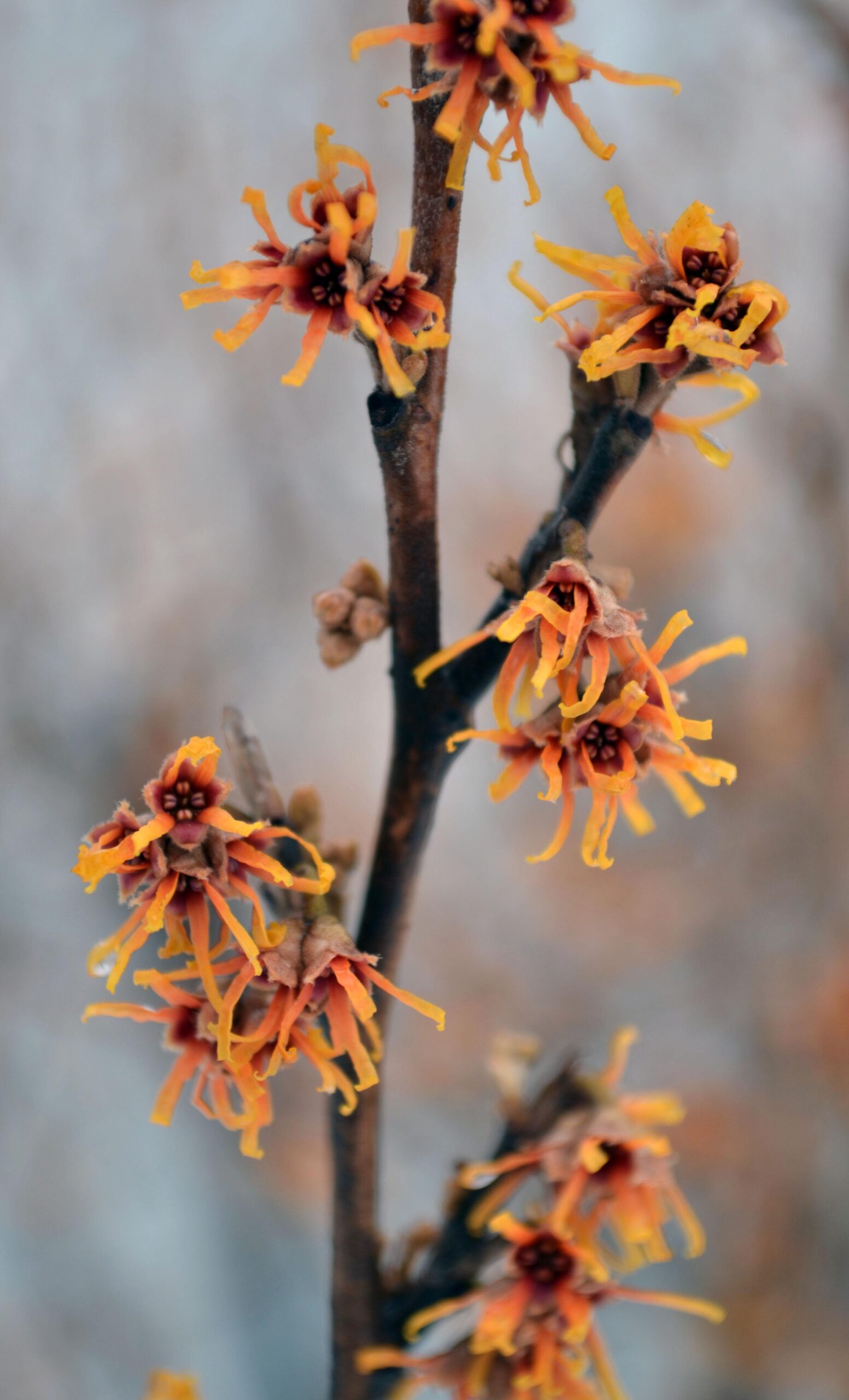 Hamamelis vernalis – Purdue Arboretum Explorer