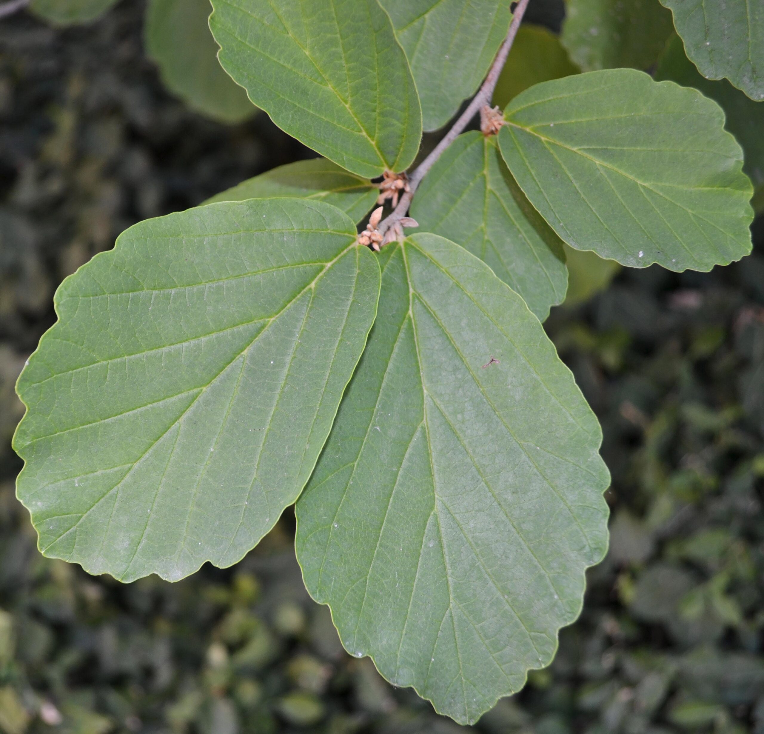 Hamamelis vernalis – Purdue Arboretum Explorer