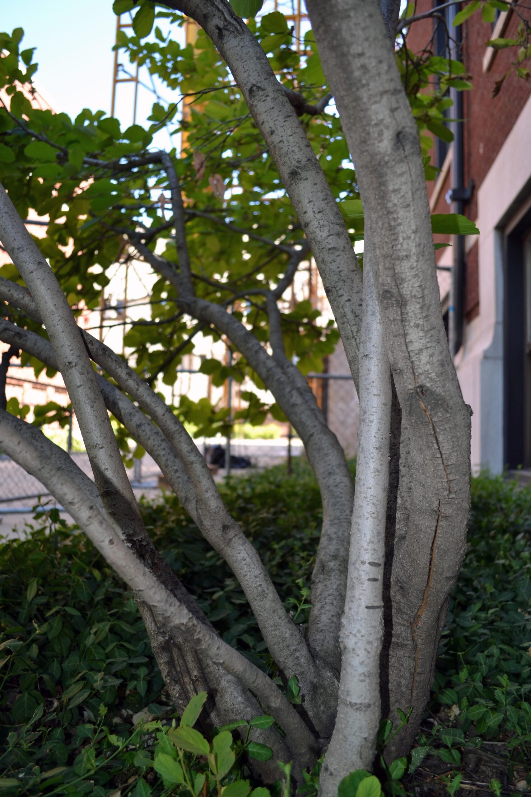 Hamamelis vernalis – Purdue Arboretum Explorer