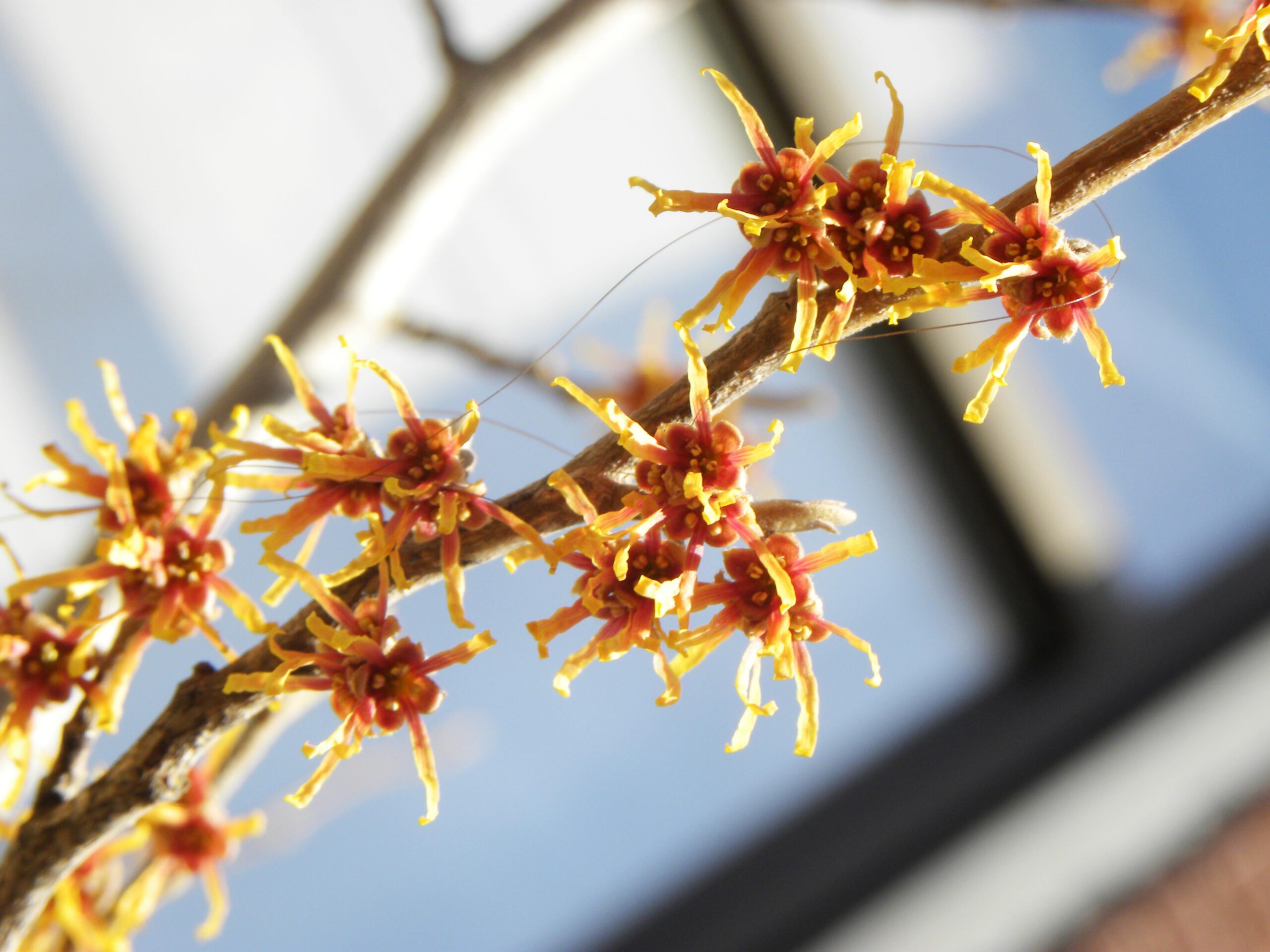 Hamamelis vernalis – Purdue Arboretum Explorer