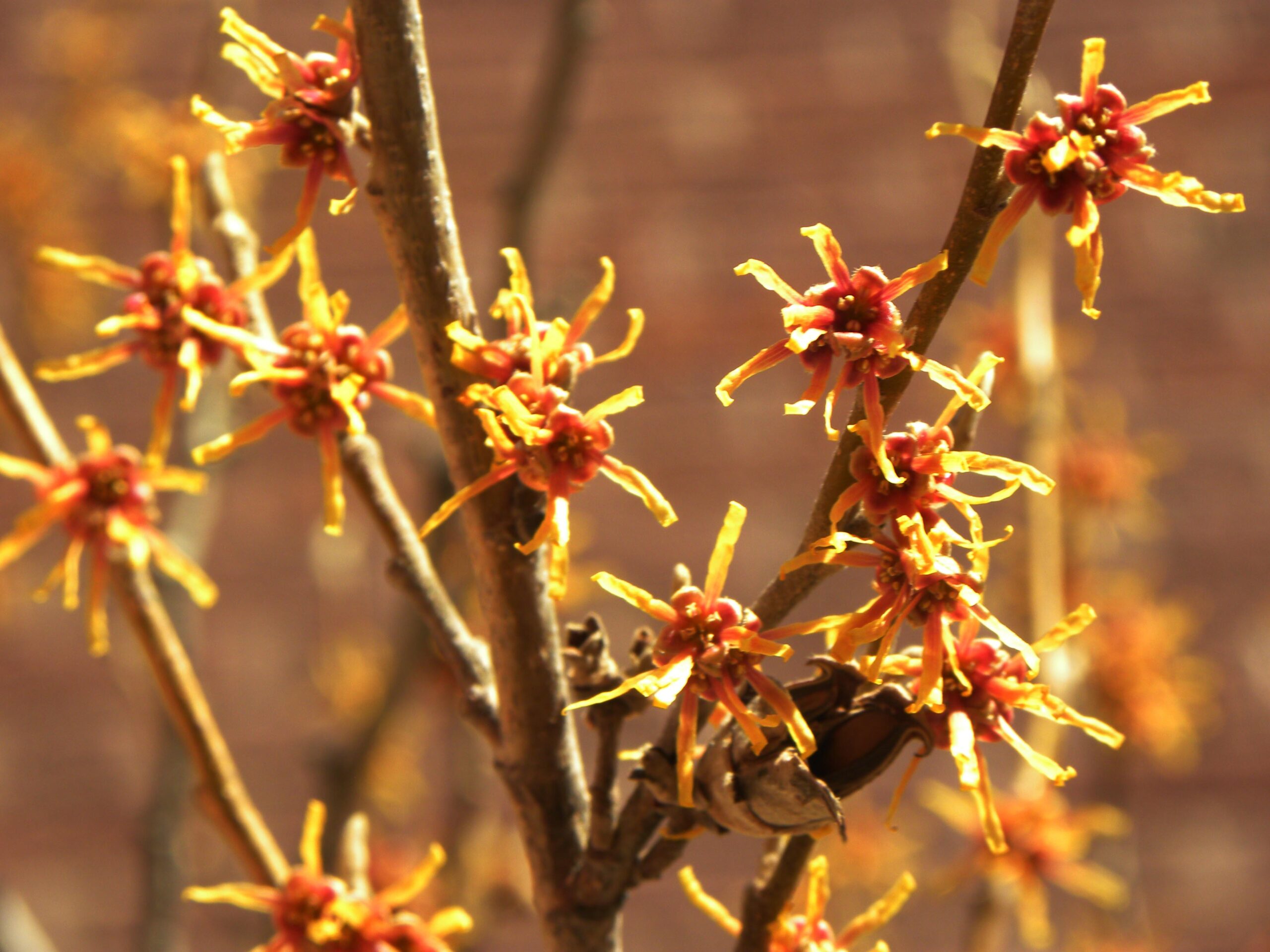 Hamamelis vernalis – Purdue Arboretum Explorer