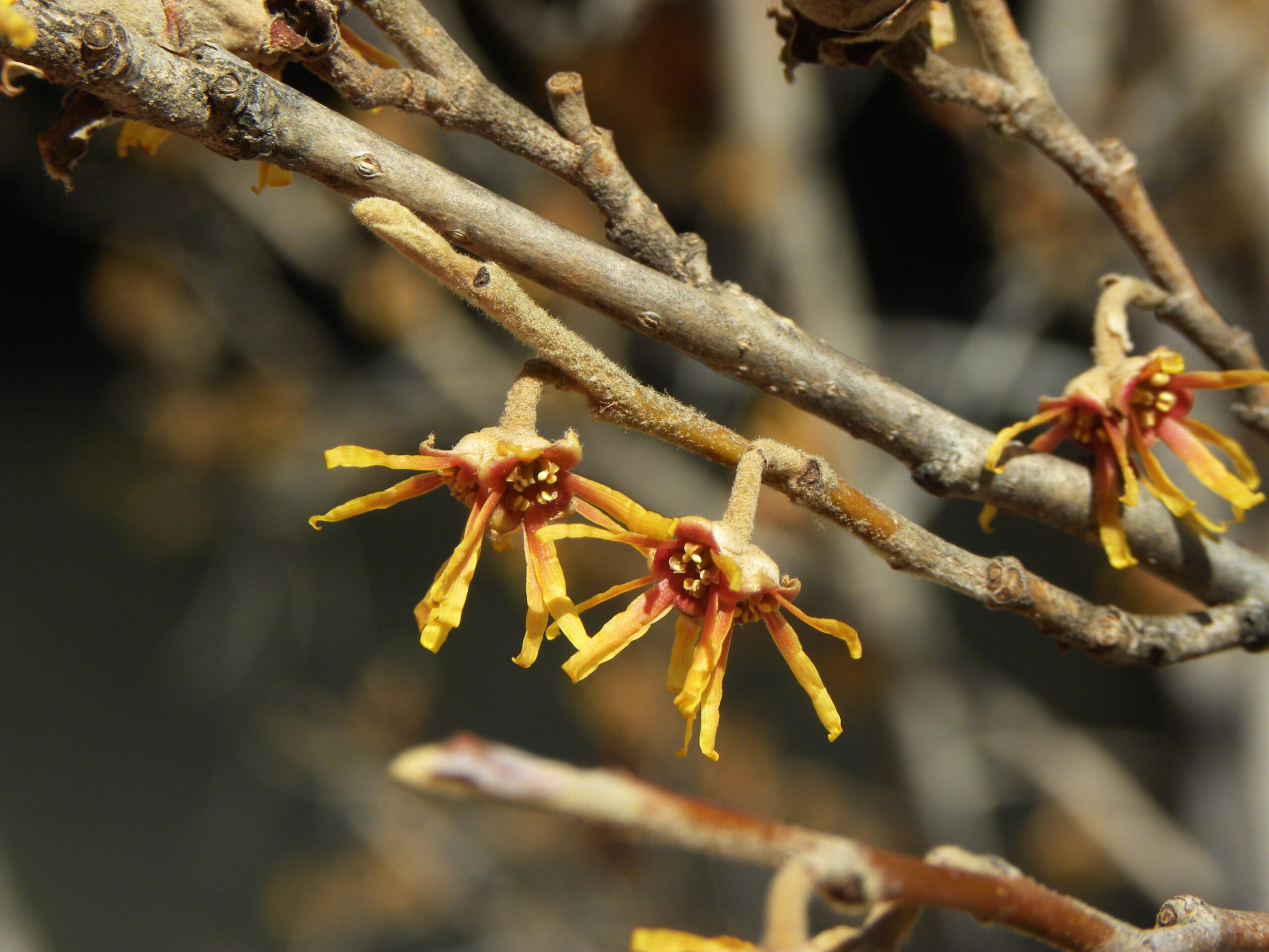 Hamamelis vernalis – Purdue Arboretum Explorer