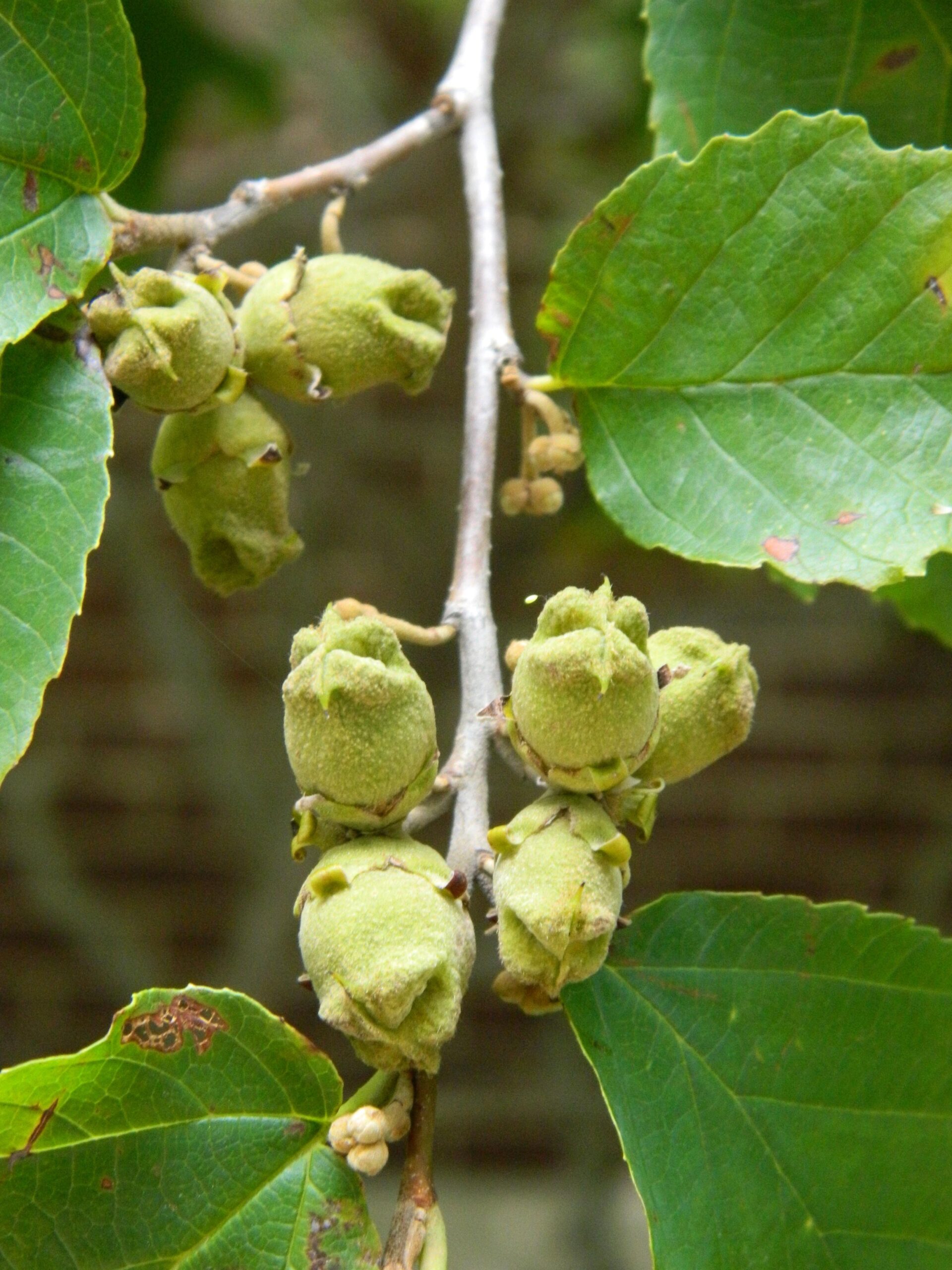 Hamamelis virginiana – Purdue Arboretum Explorer