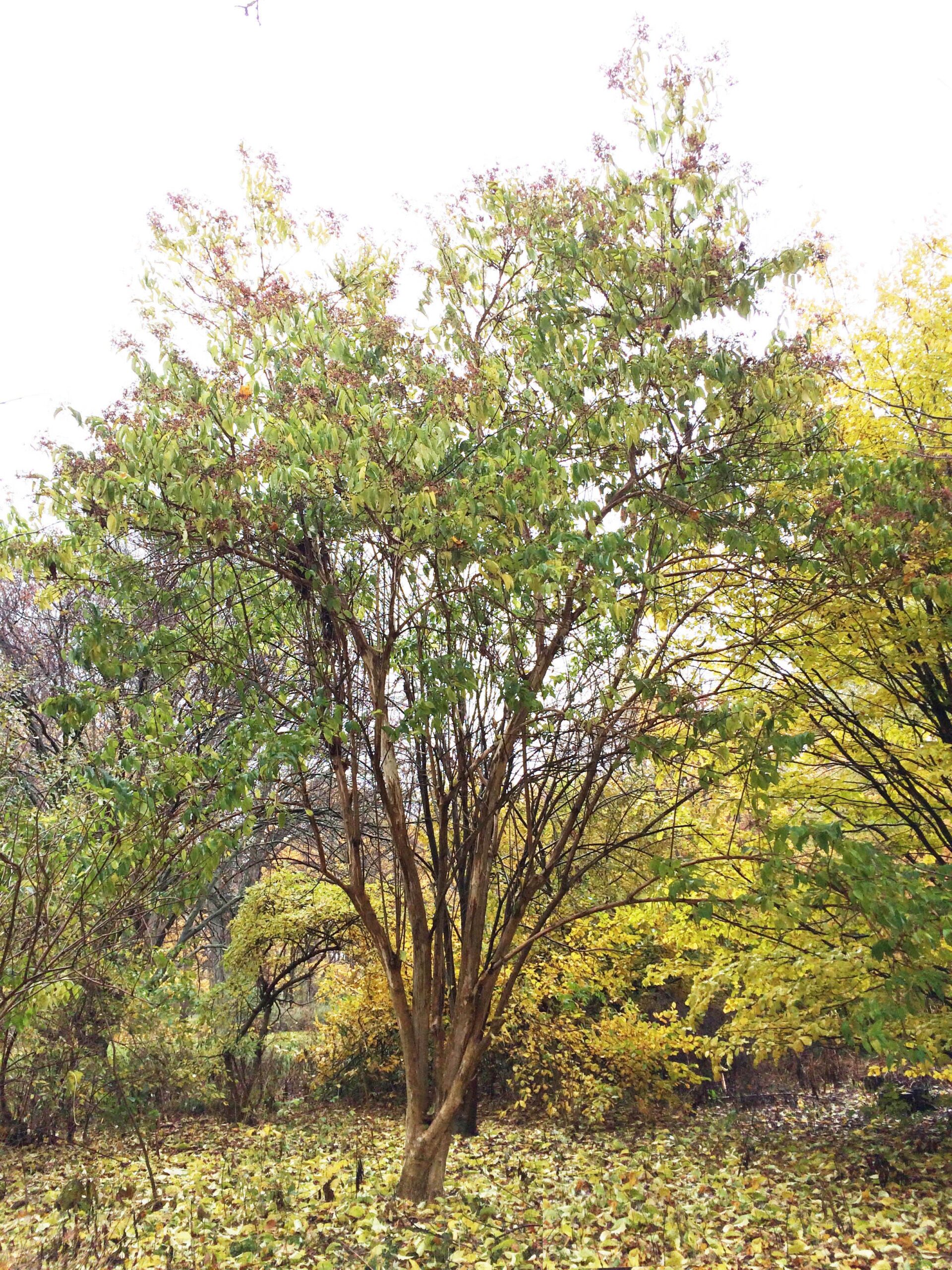 Heptacodium miconioides – Purdue Arboretum Explorer