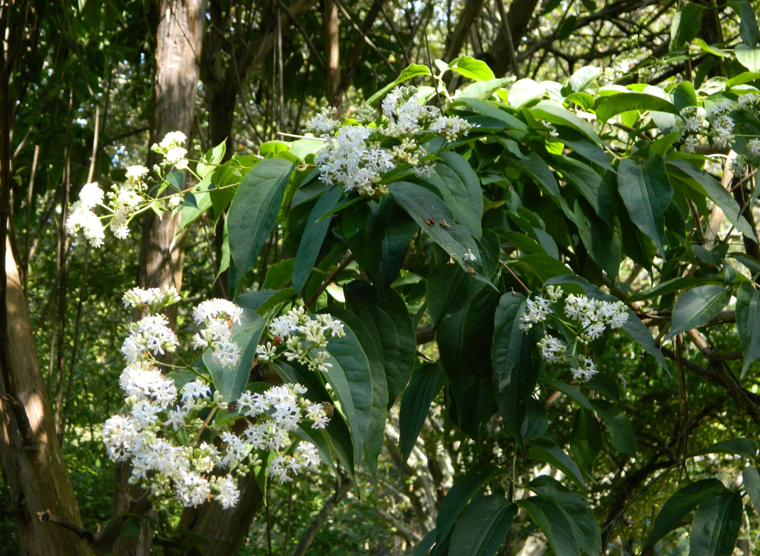 Heptacodium miconioides – Purdue Arboretum Explorer