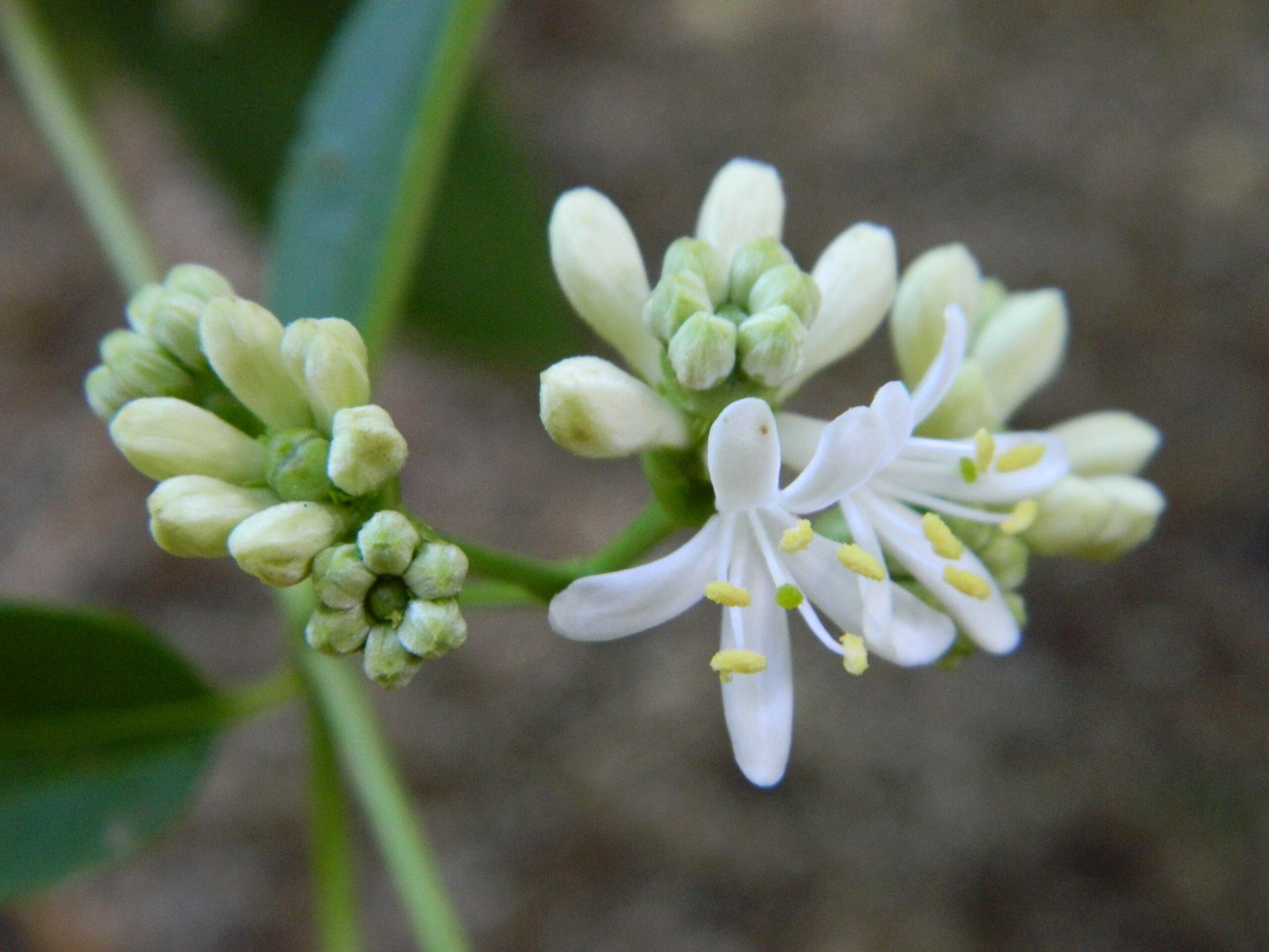 Heptacodium miconioides – Purdue Arboretum Explorer