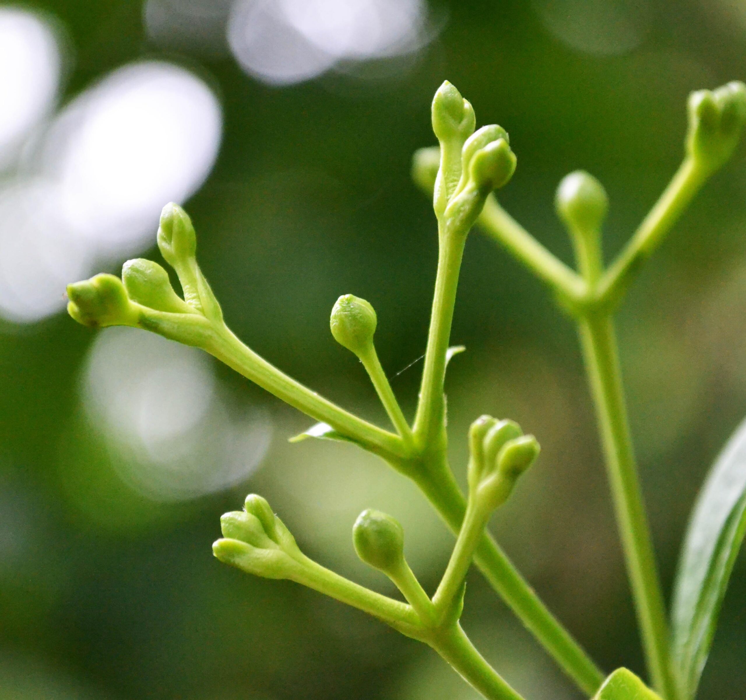 Heptacodium miconioides – Purdue Arboretum Explorer