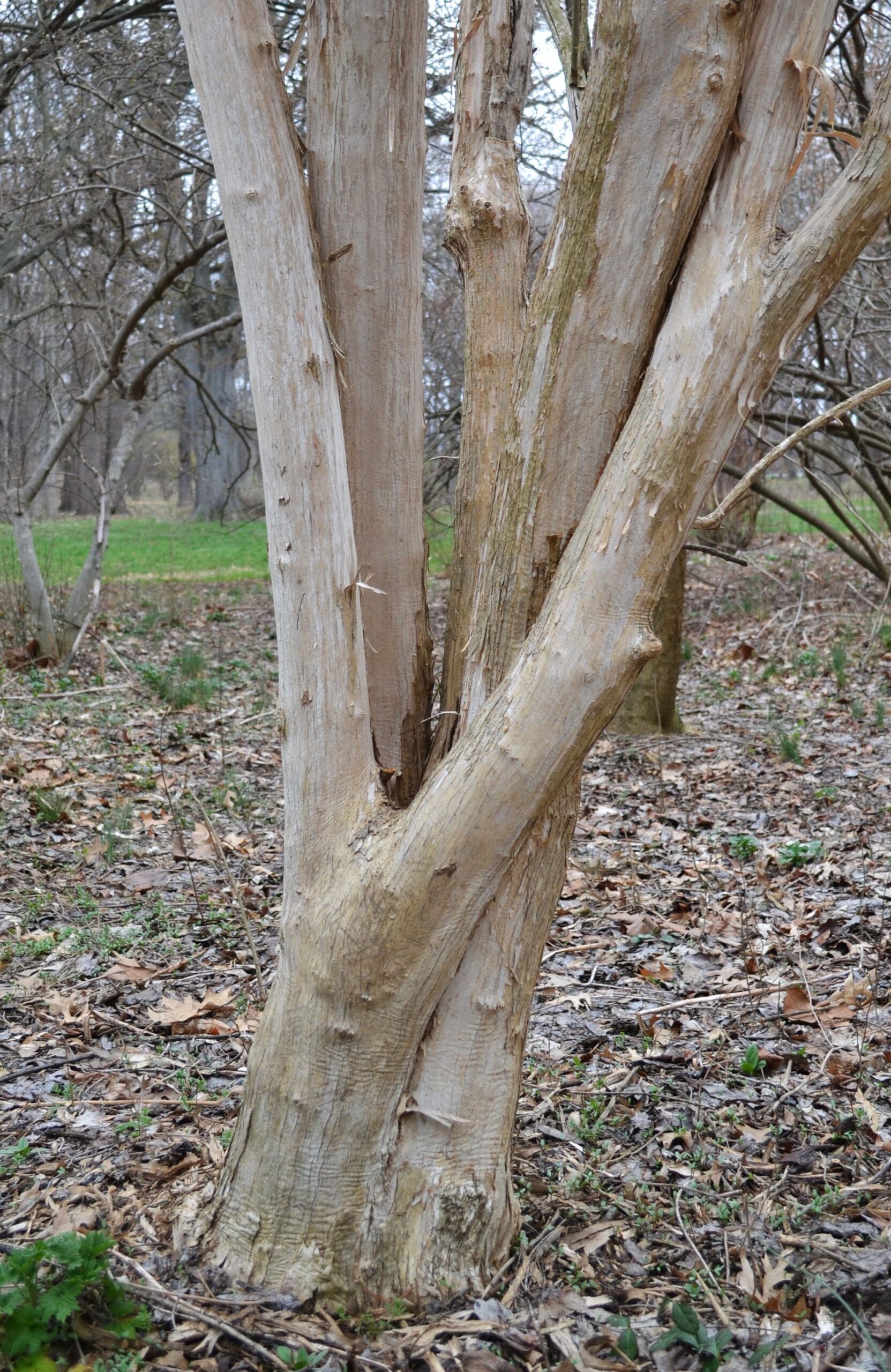Heptacodium miconioides – Purdue Arboretum Explorer