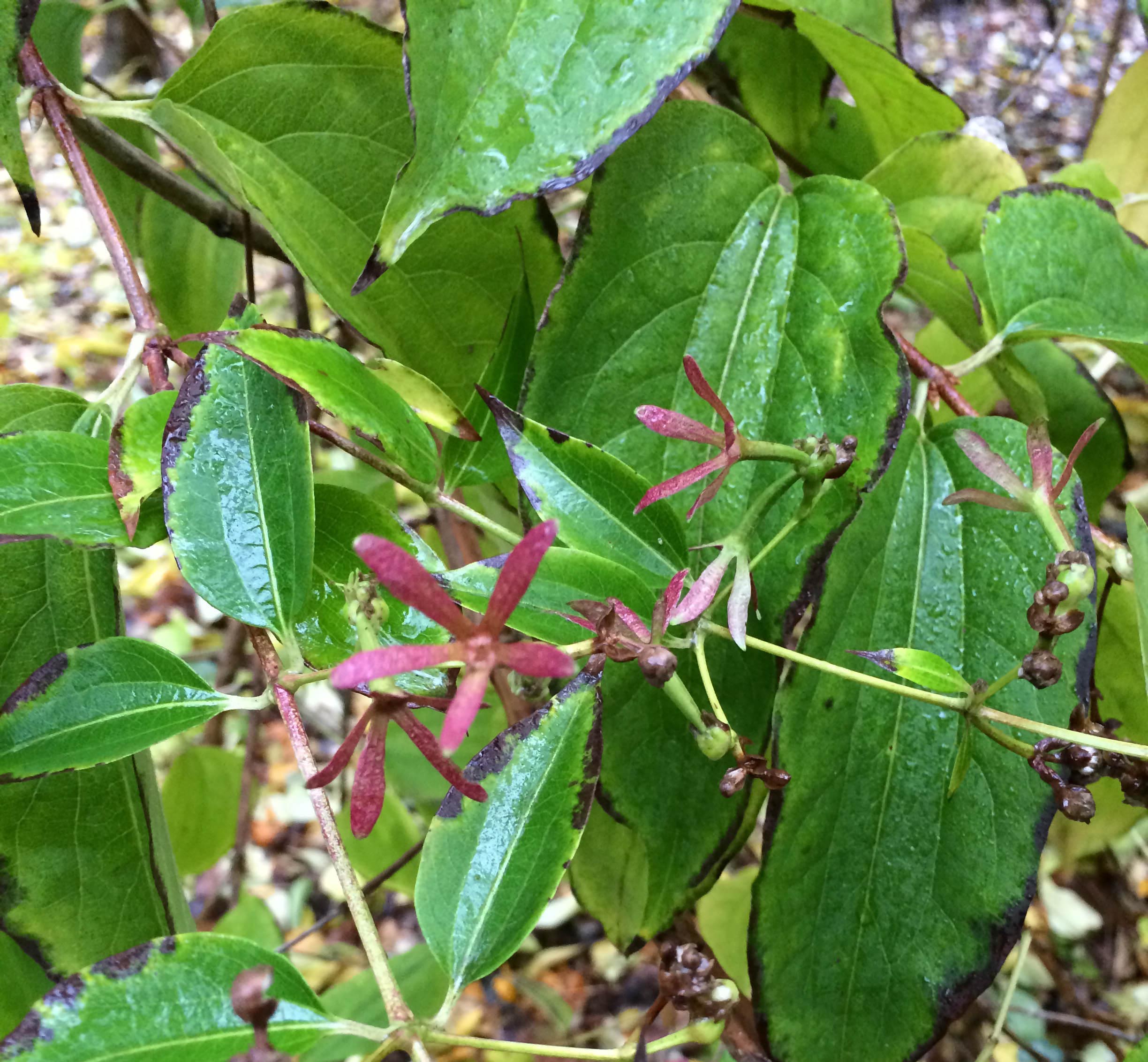 Heptacodium miconioides – Purdue Arboretum Explorer