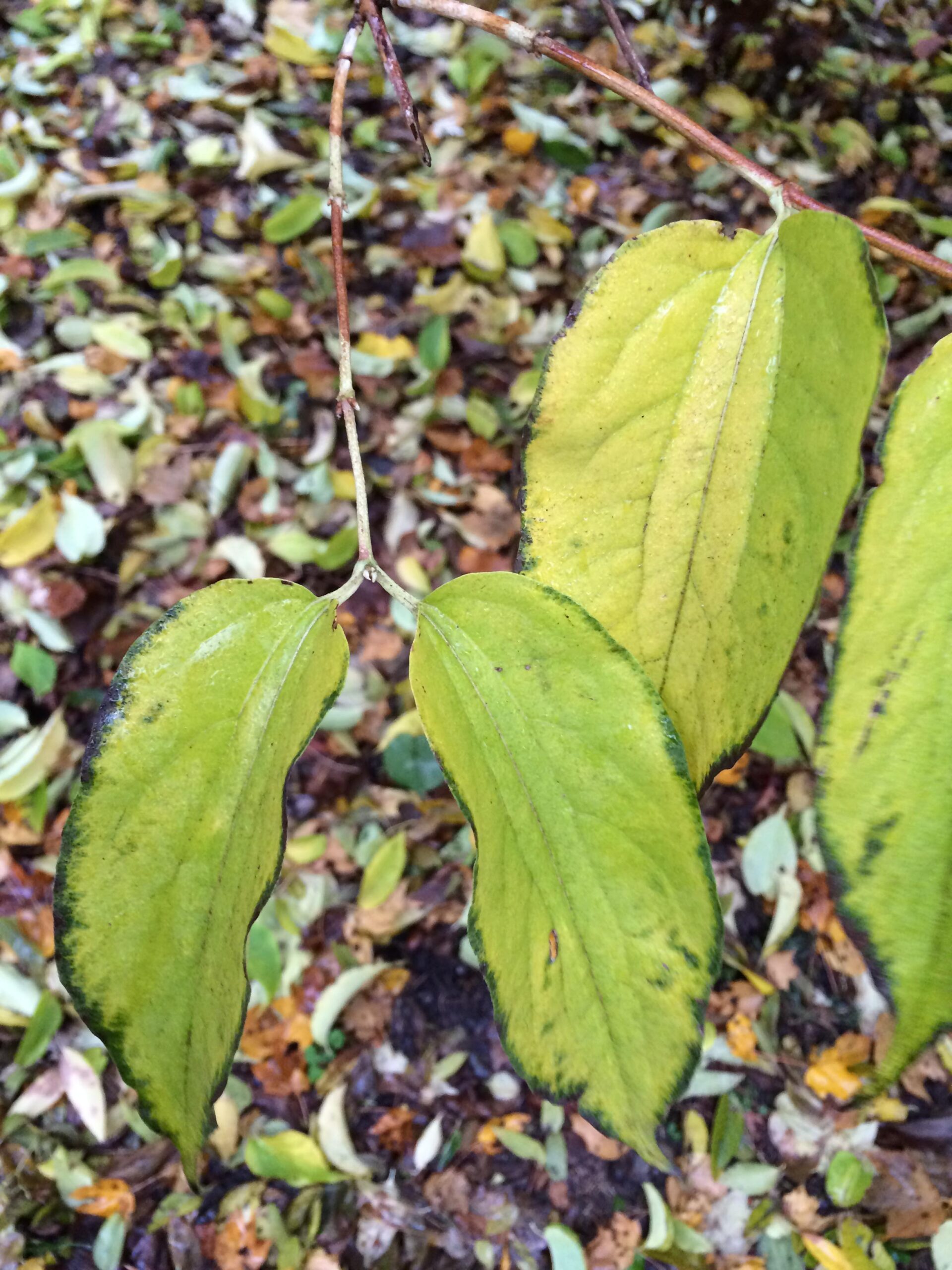Heptacodium miconioides – Purdue Arboretum Explorer