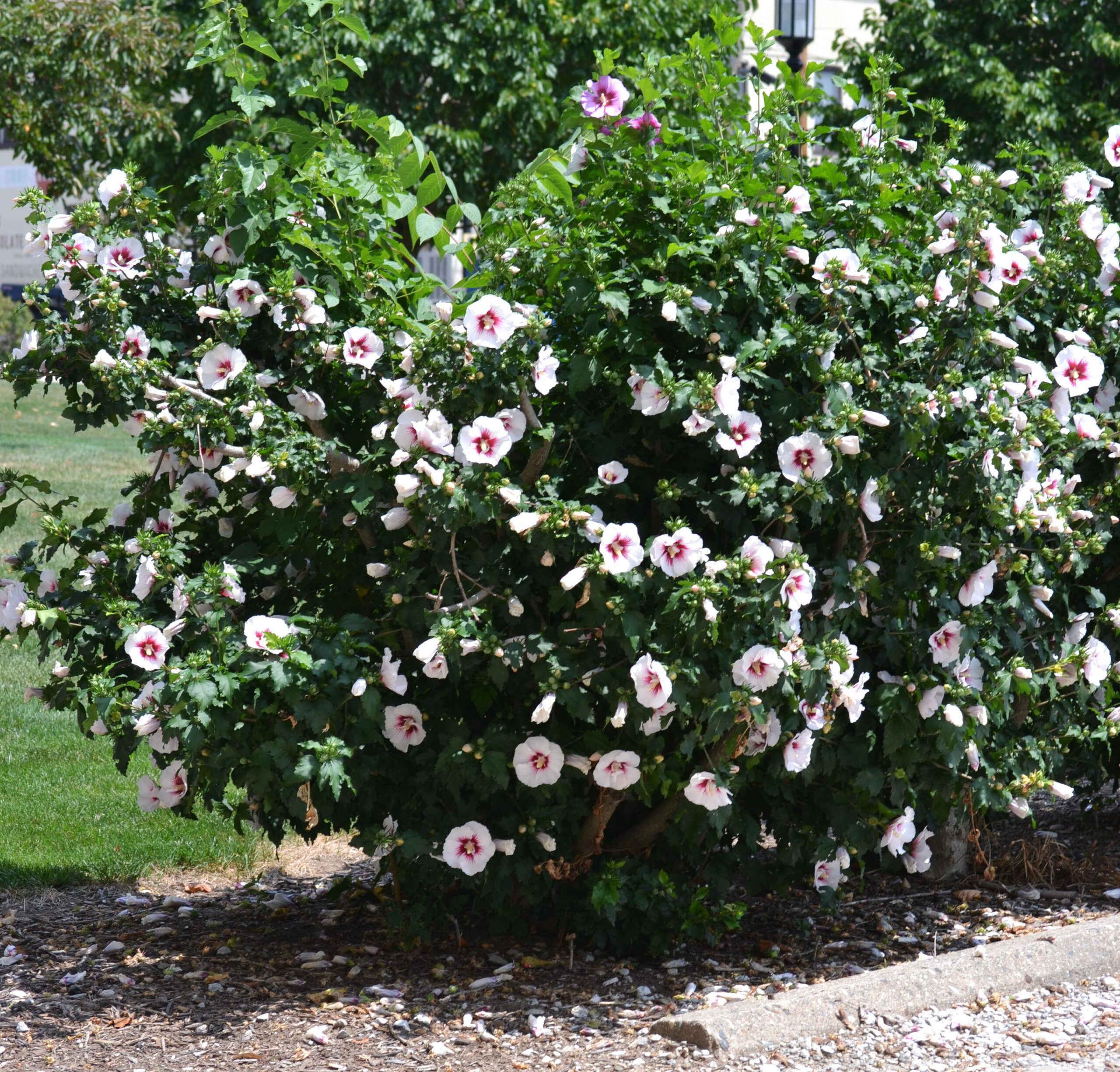 Hibiscus syriacus – Purdue Arboretum Explorer