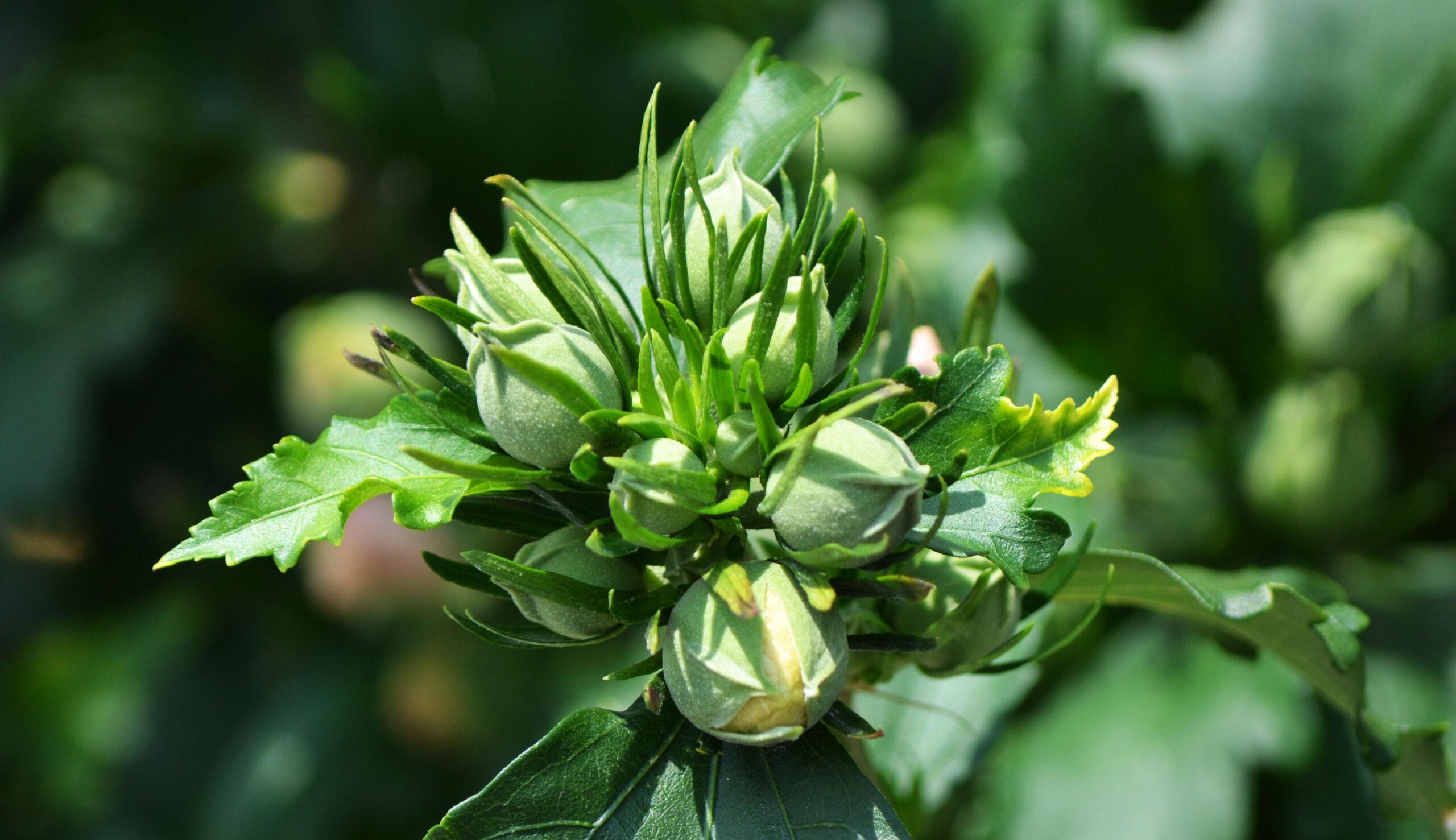Hibiscus syriacus – Purdue Arboretum Explorer
