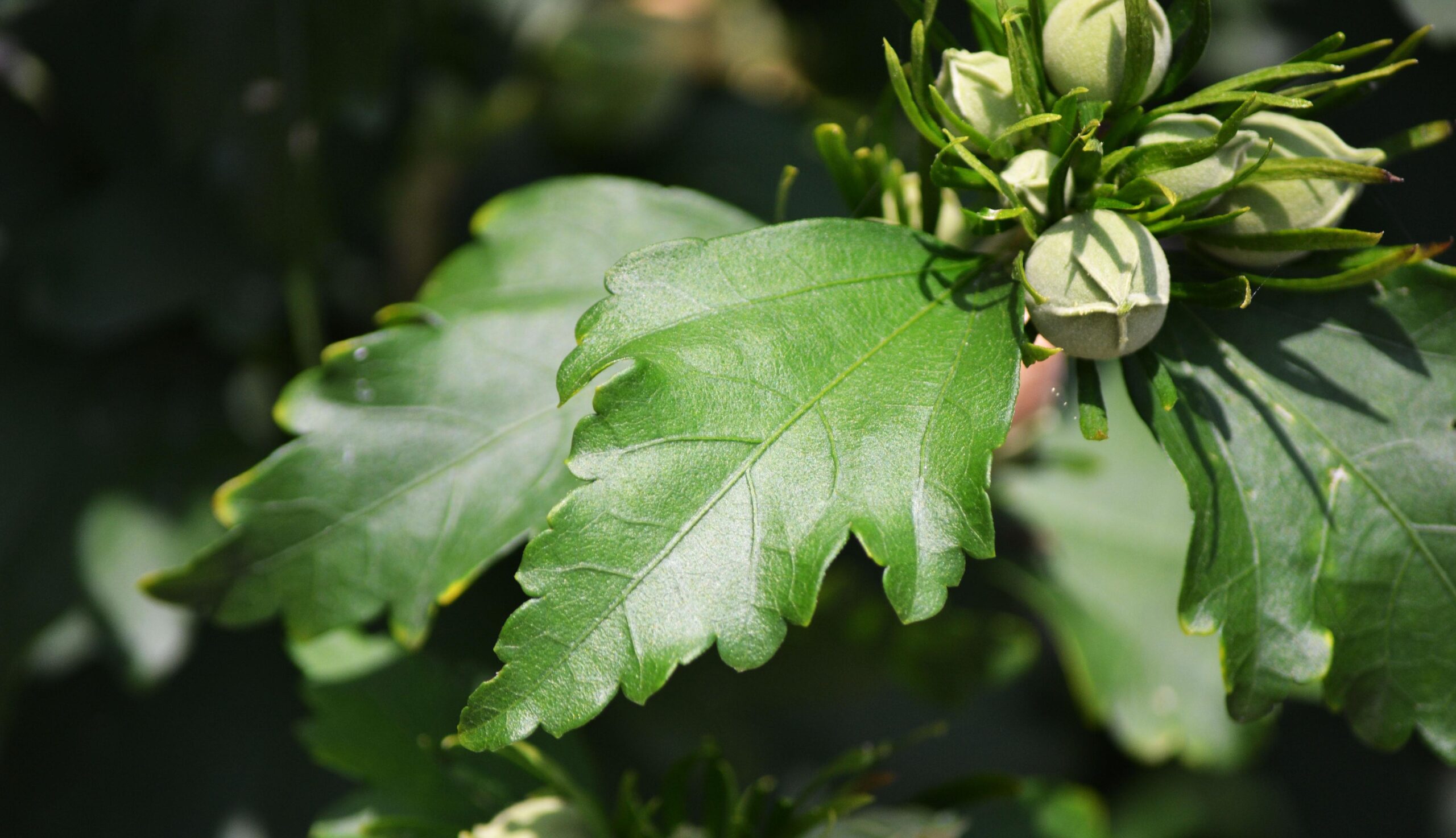Hibiscus syriacus – Purdue Arboretum Explorer