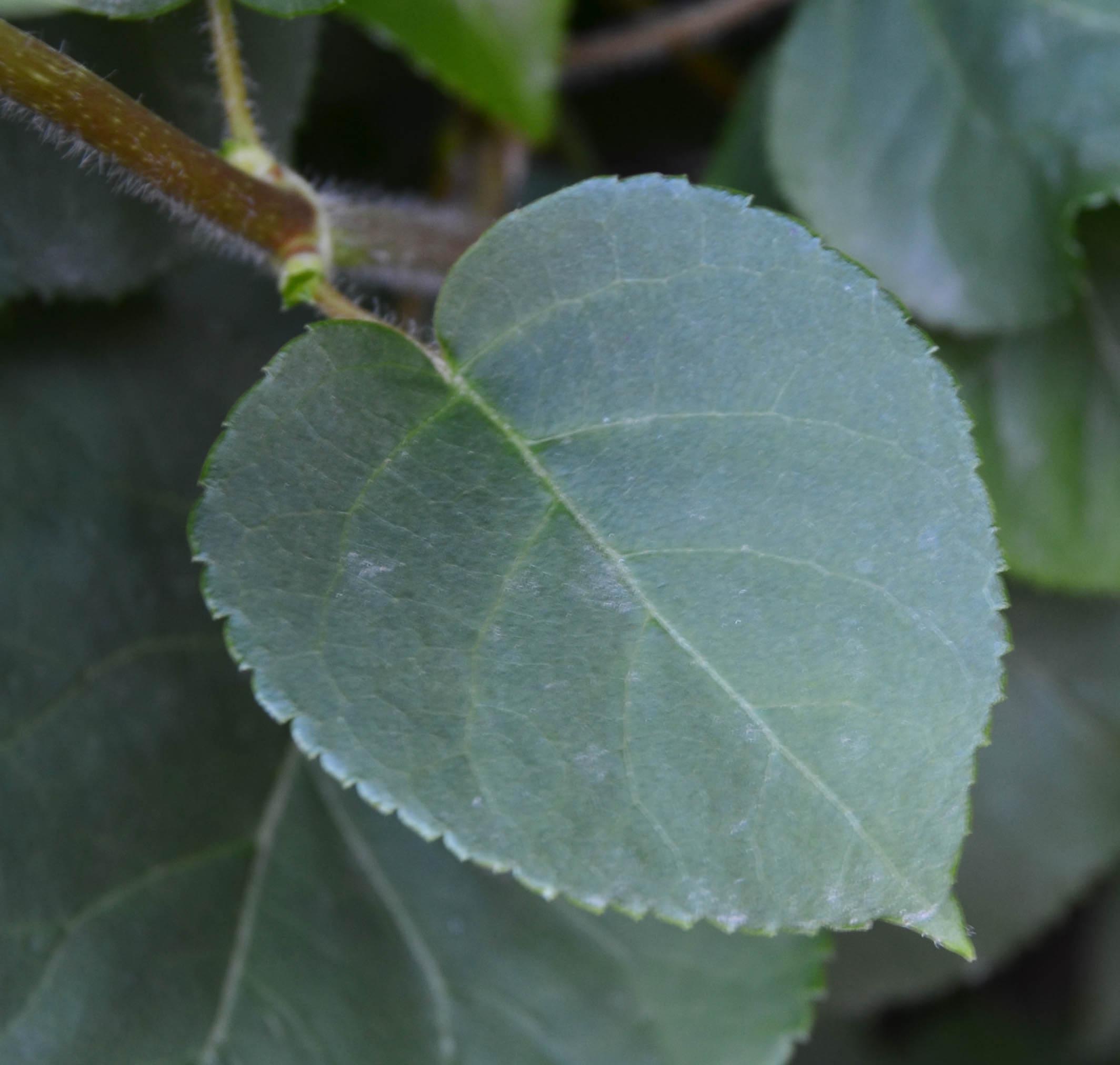 Hydrangea anomala ssp. petiolaris – Purdue Arboretum Explorer