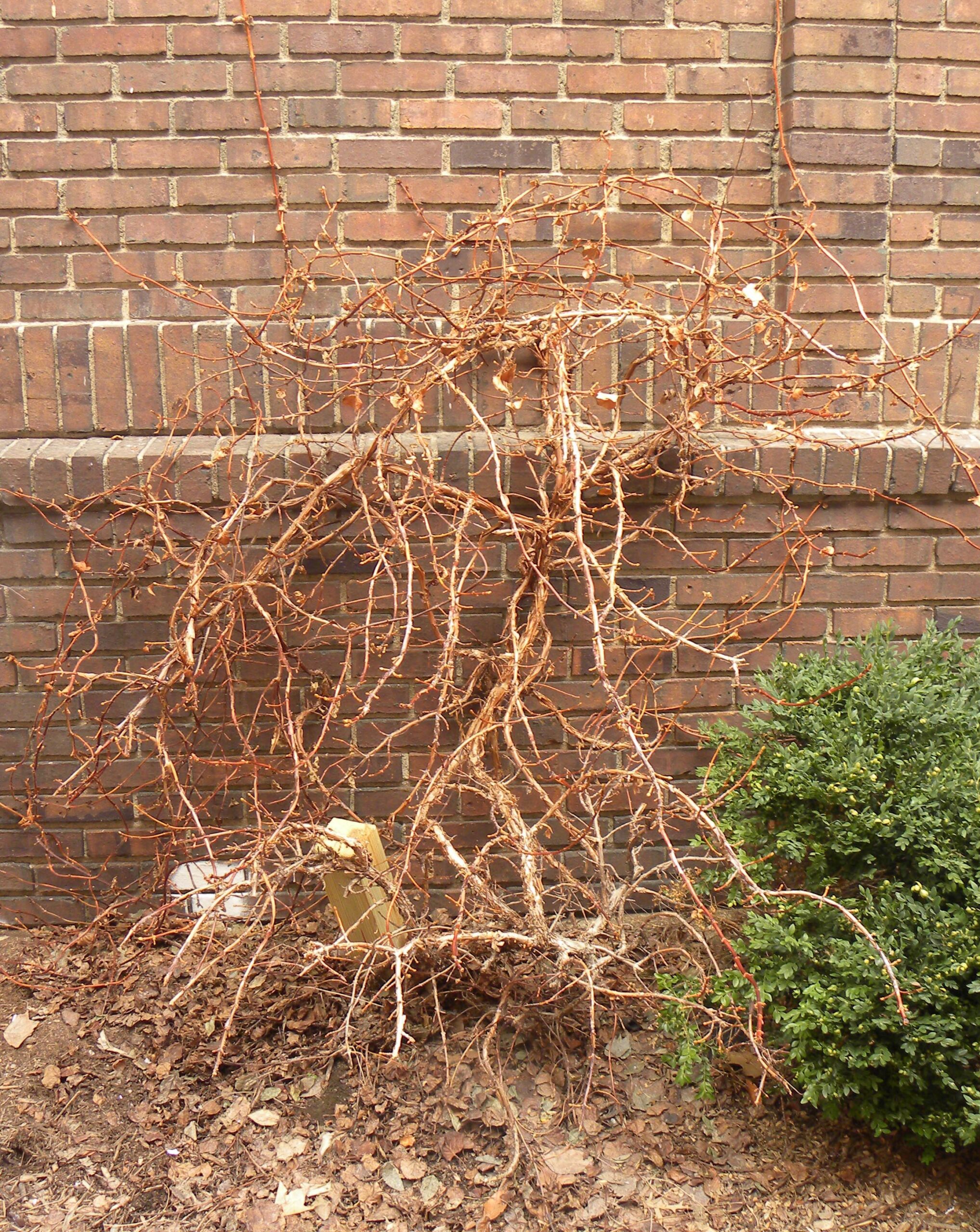 Hydrangea anomala ssp. petiolaris – Purdue Arboretum Explorer