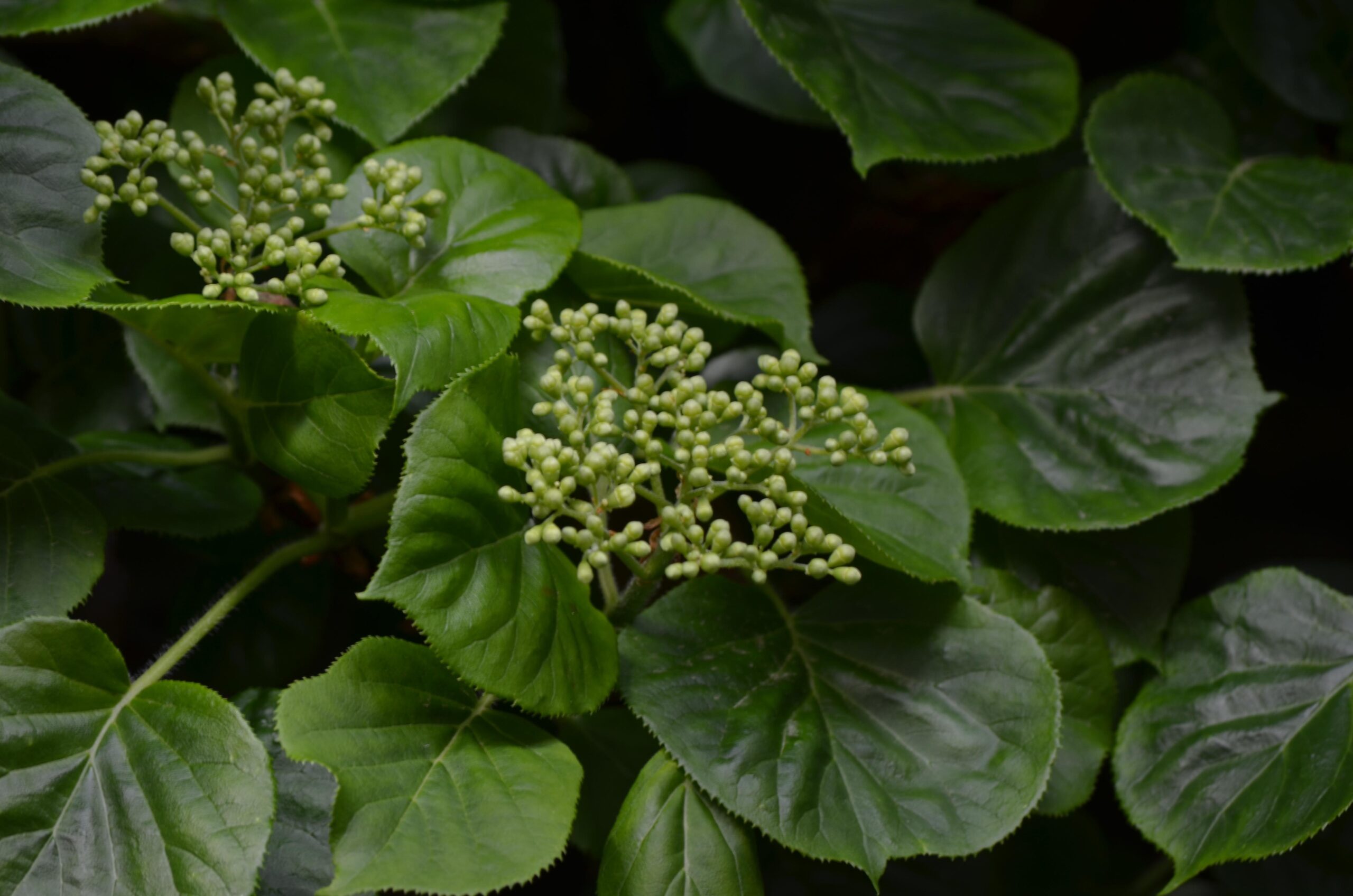 Hydrangea anomala ssp. petiolaris – Purdue Arboretum Explorer