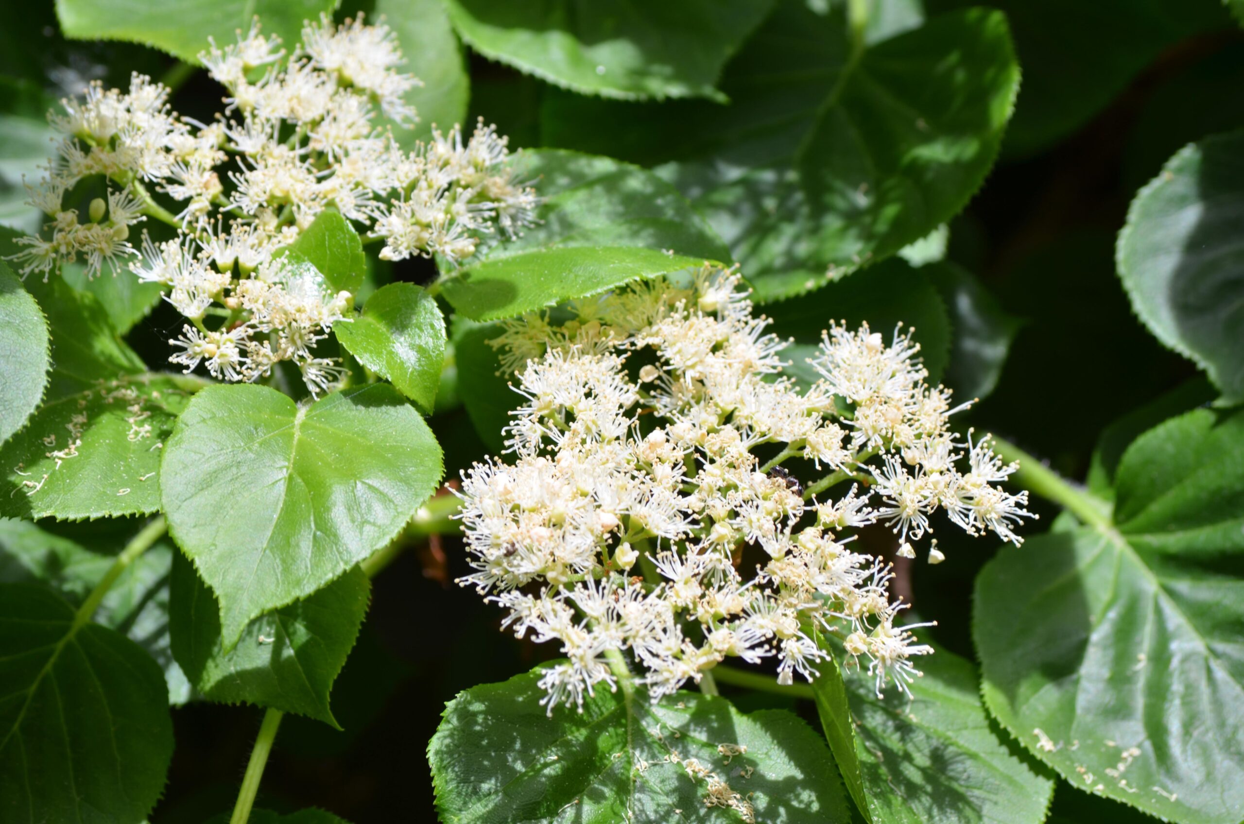 Hydrangea anomala ssp. petiolaris – Purdue Arboretum Explorer