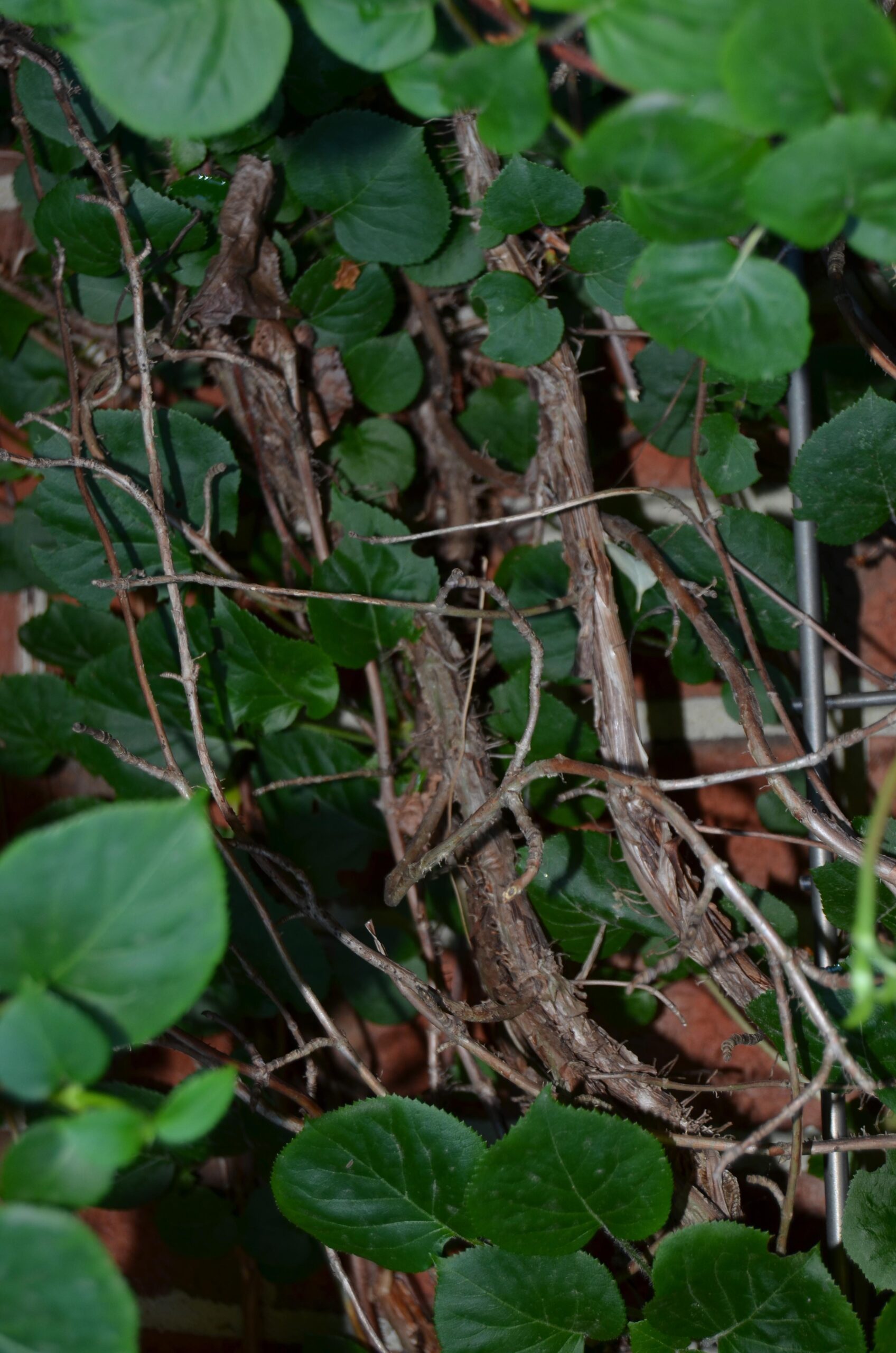 Hydrangea anomala ssp. petiolaris – Purdue Arboretum Explorer