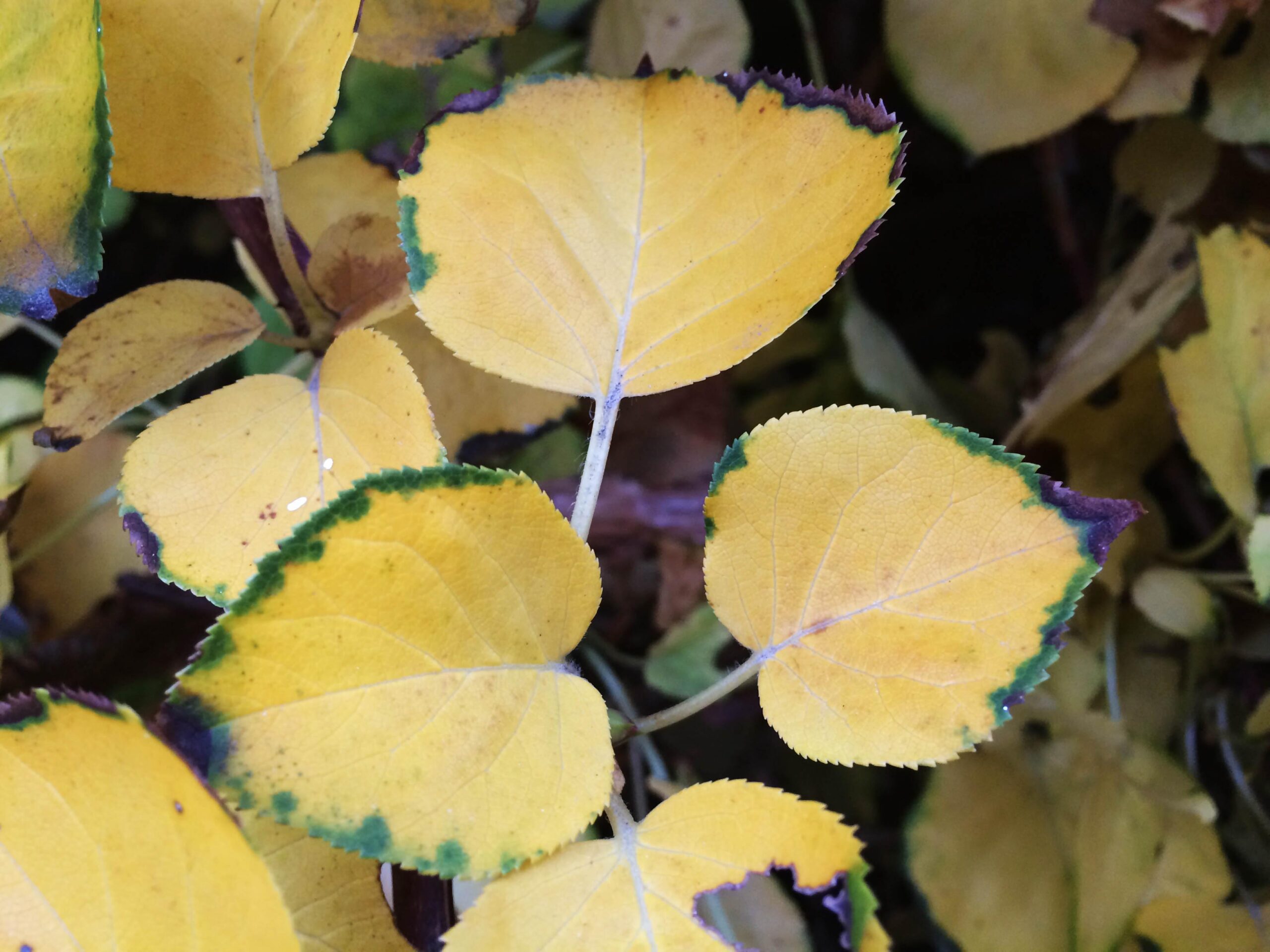 Hydrangea anomala ssp. petiolaris – Purdue Arboretum Explorer
