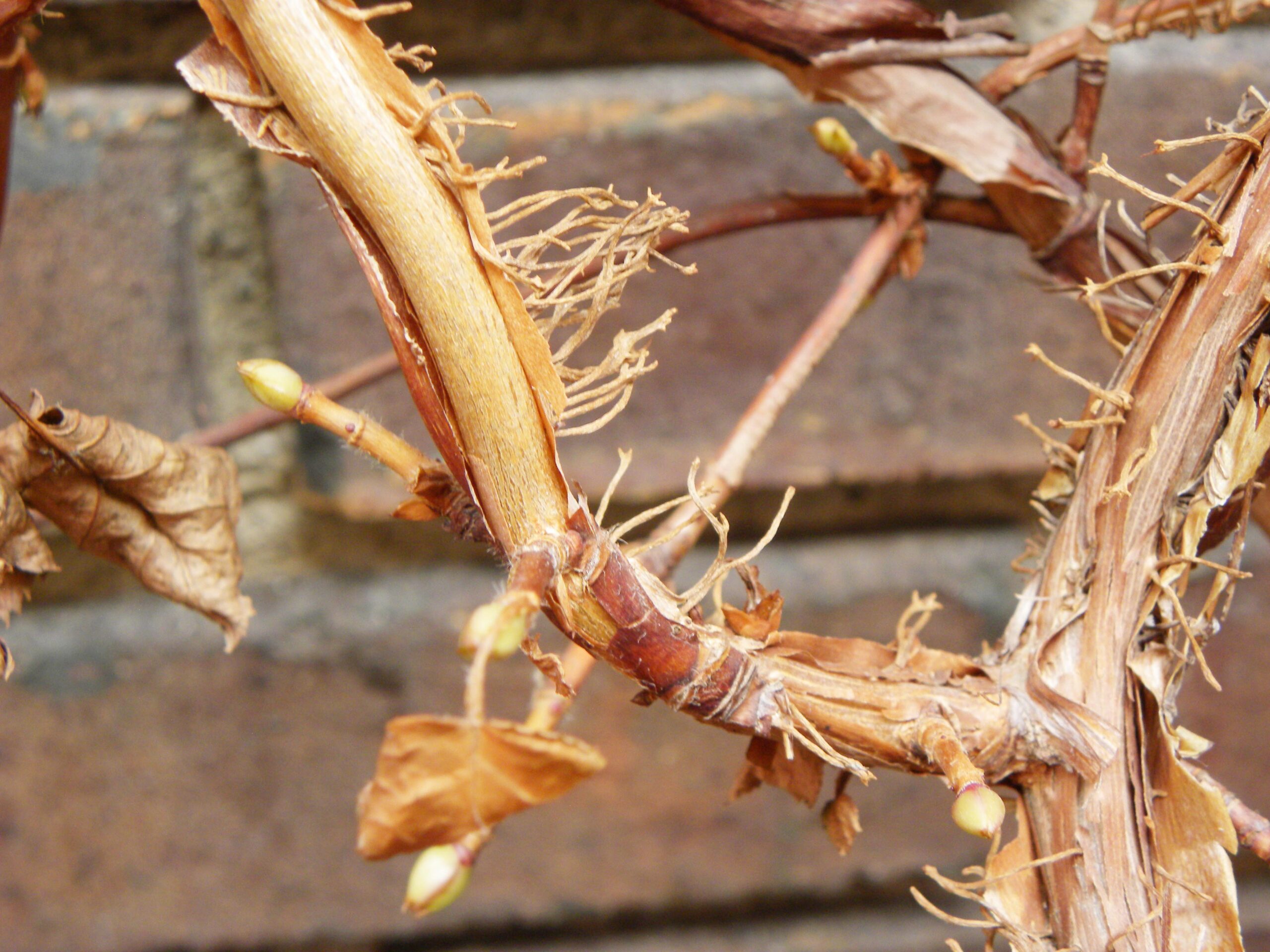 Hydrangea anomala ssp. petiolaris – Purdue Arboretum Explorer