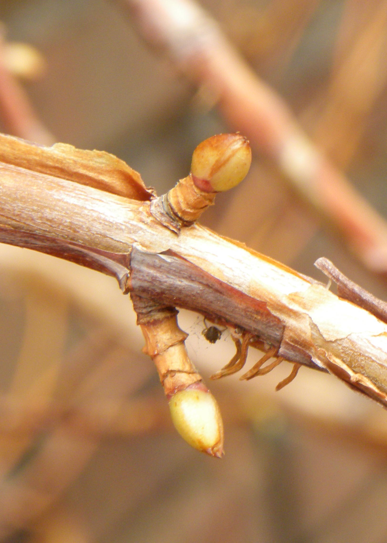 Hydrangea anomala ssp. petiolaris – Purdue Arboretum Explorer