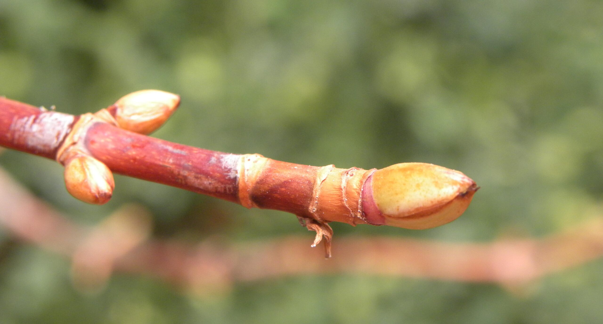 Hydrangea anomala ssp. petiolaris – Purdue Arboretum Explorer