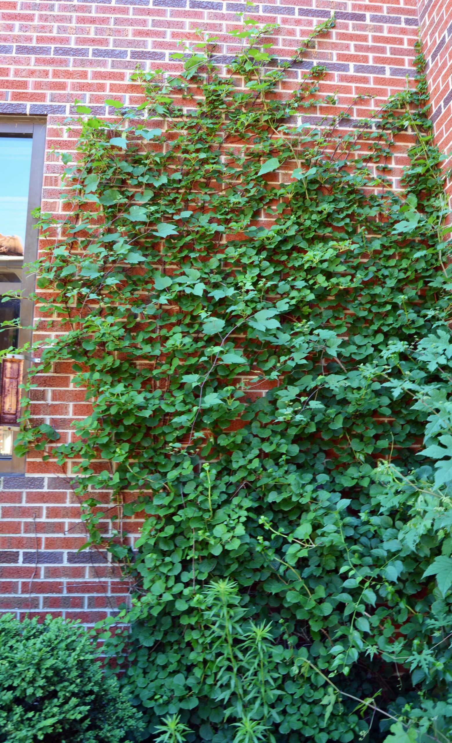 Hydrangea anomala ssp. petiolaris – Purdue Arboretum Explorer