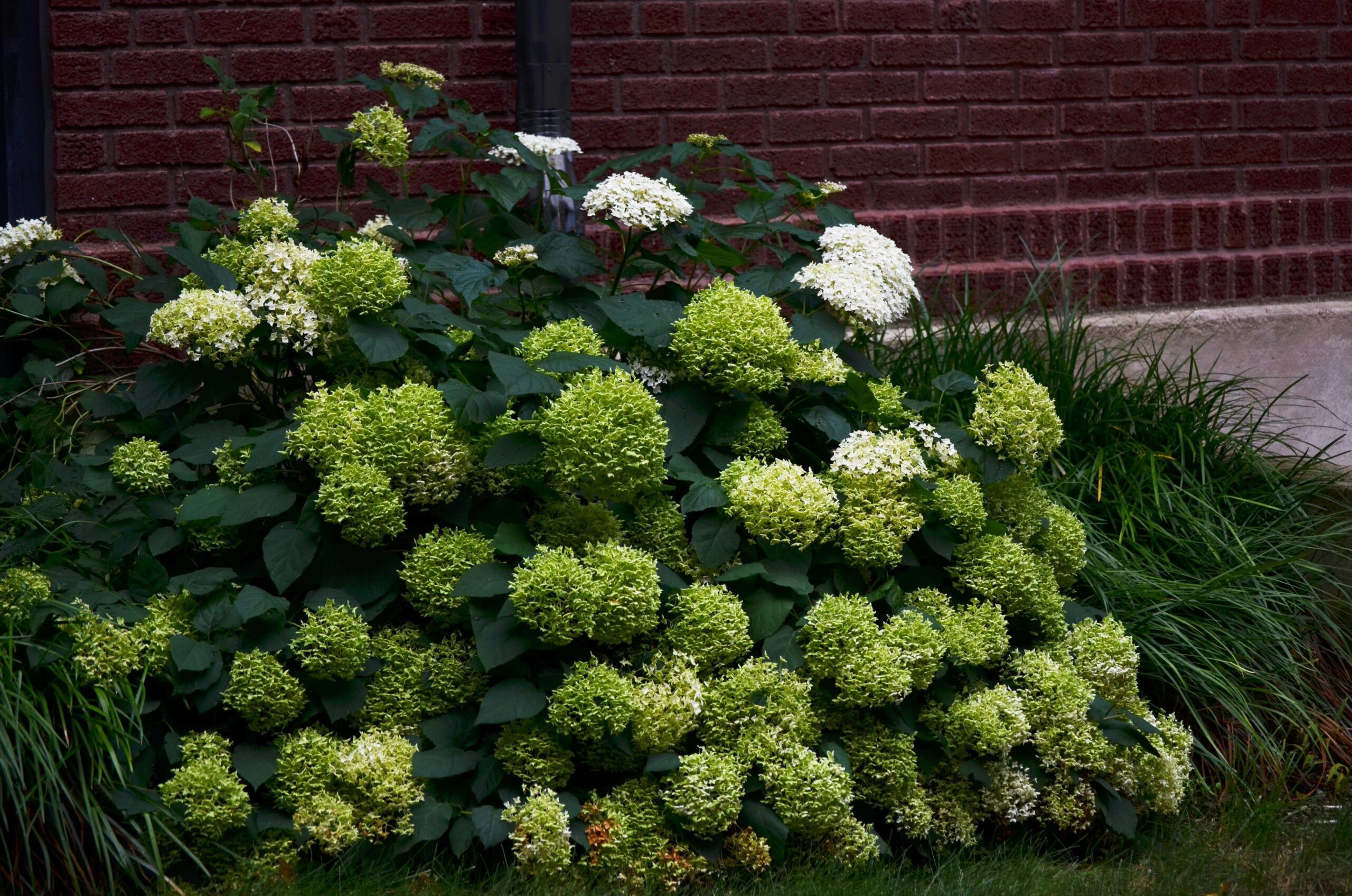 Hydrangea arborescens ‘Annabelle’ – Purdue Arboretum Explorer