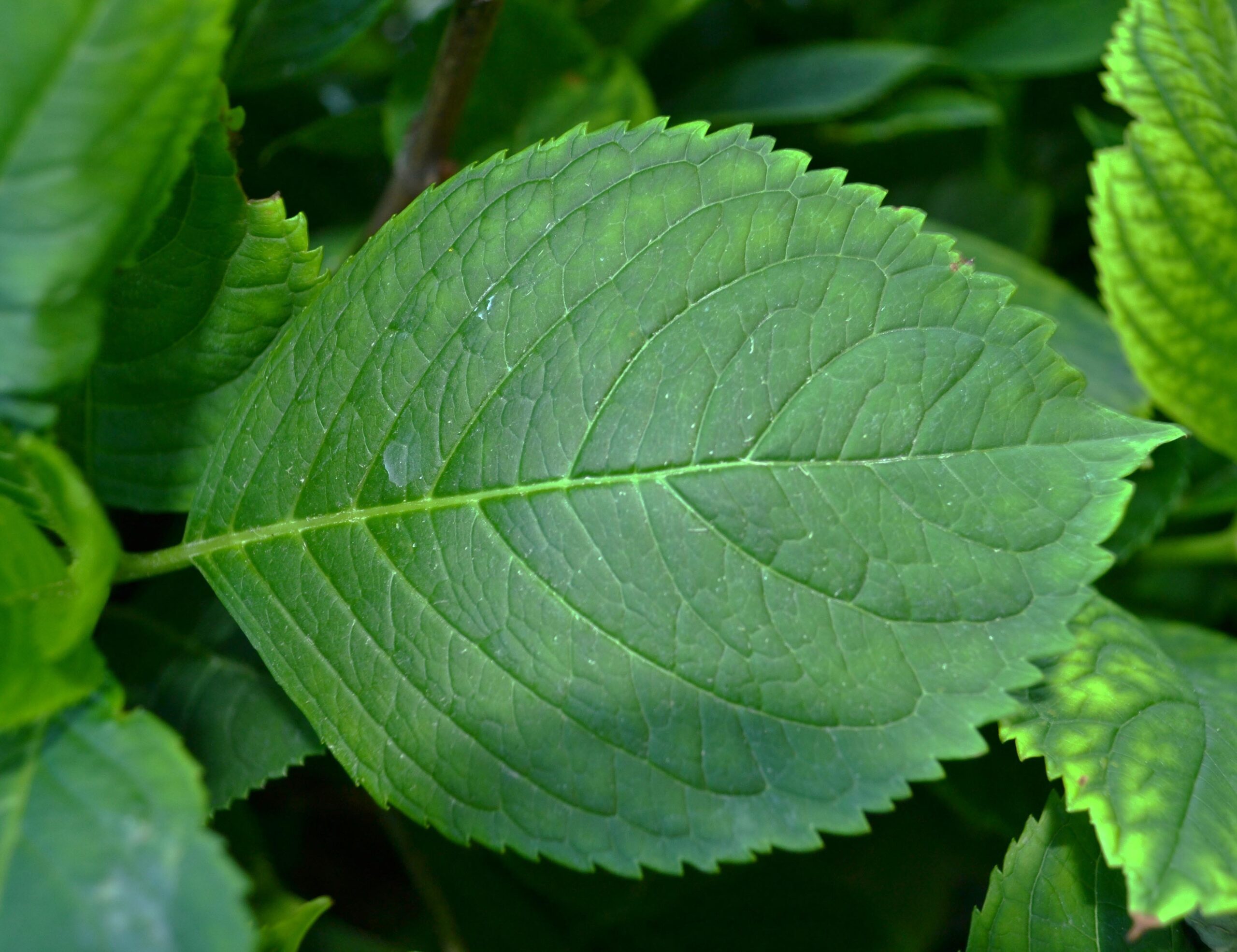 Hydrangea macrophylla – Purdue Arboretum Explorer