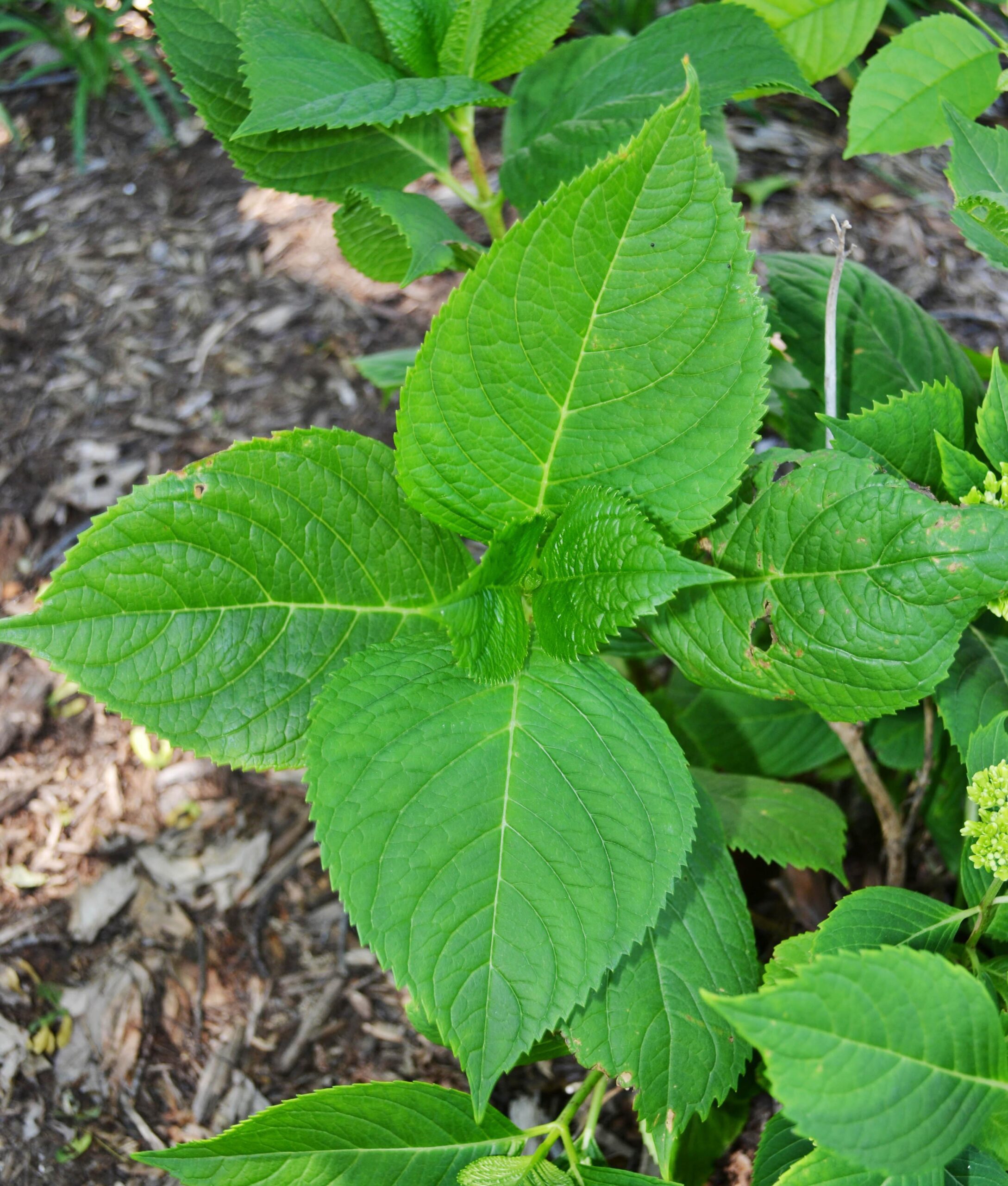 Hydrangea macrophylla – Purdue Arboretum Explorer