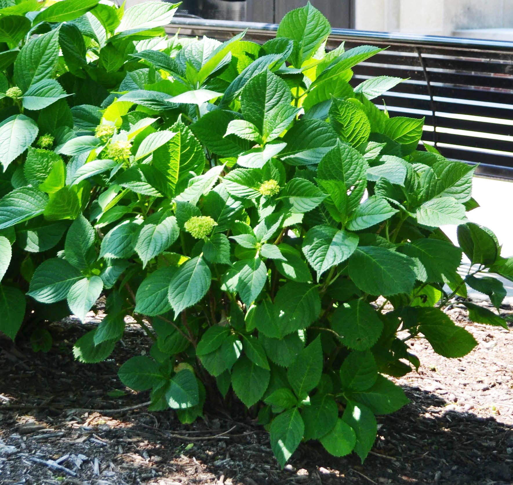 Hydrangea macrophylla – Purdue Arboretum Explorer