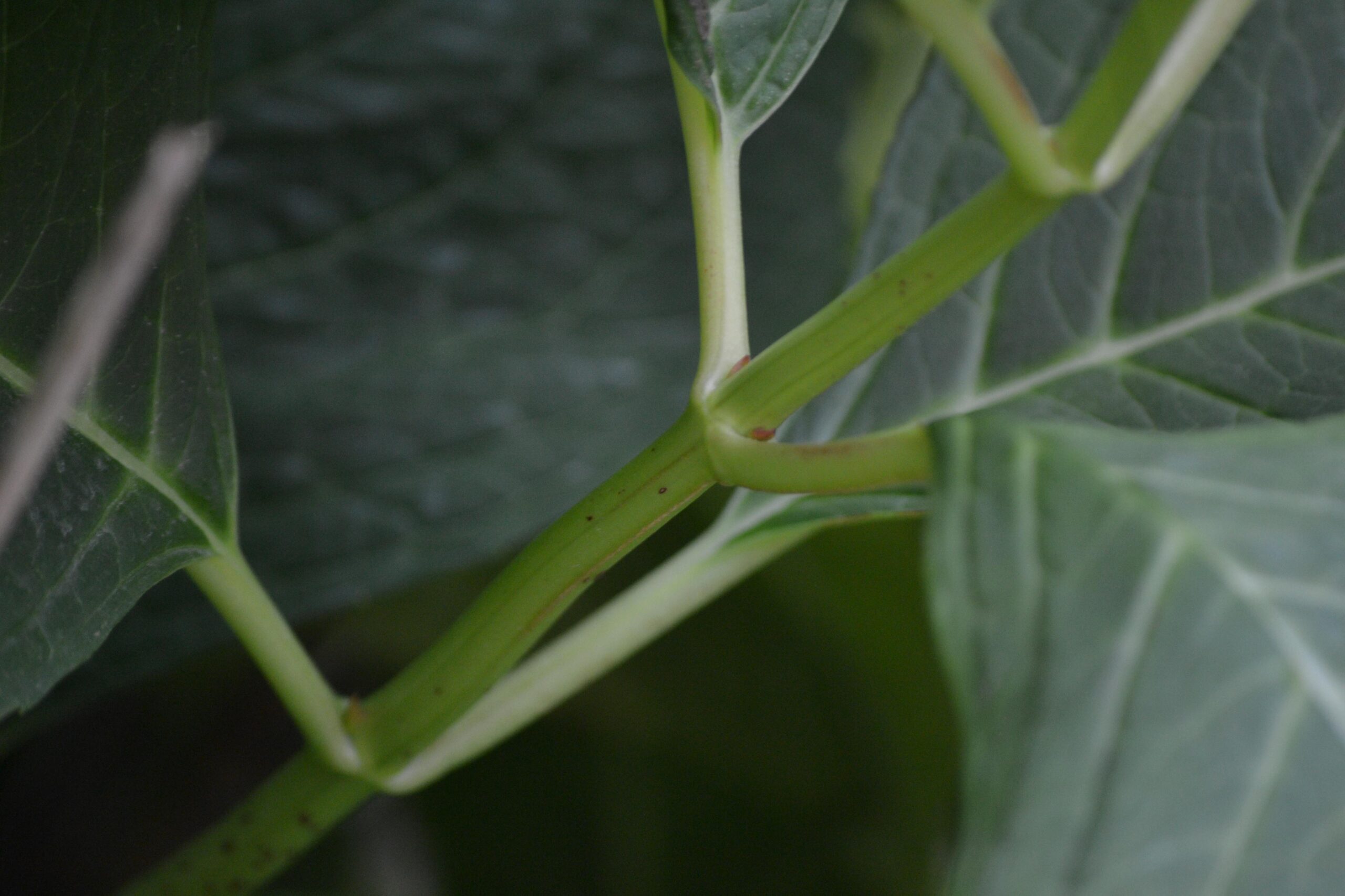 Hydrangea macrophylla – Purdue Arboretum Explorer