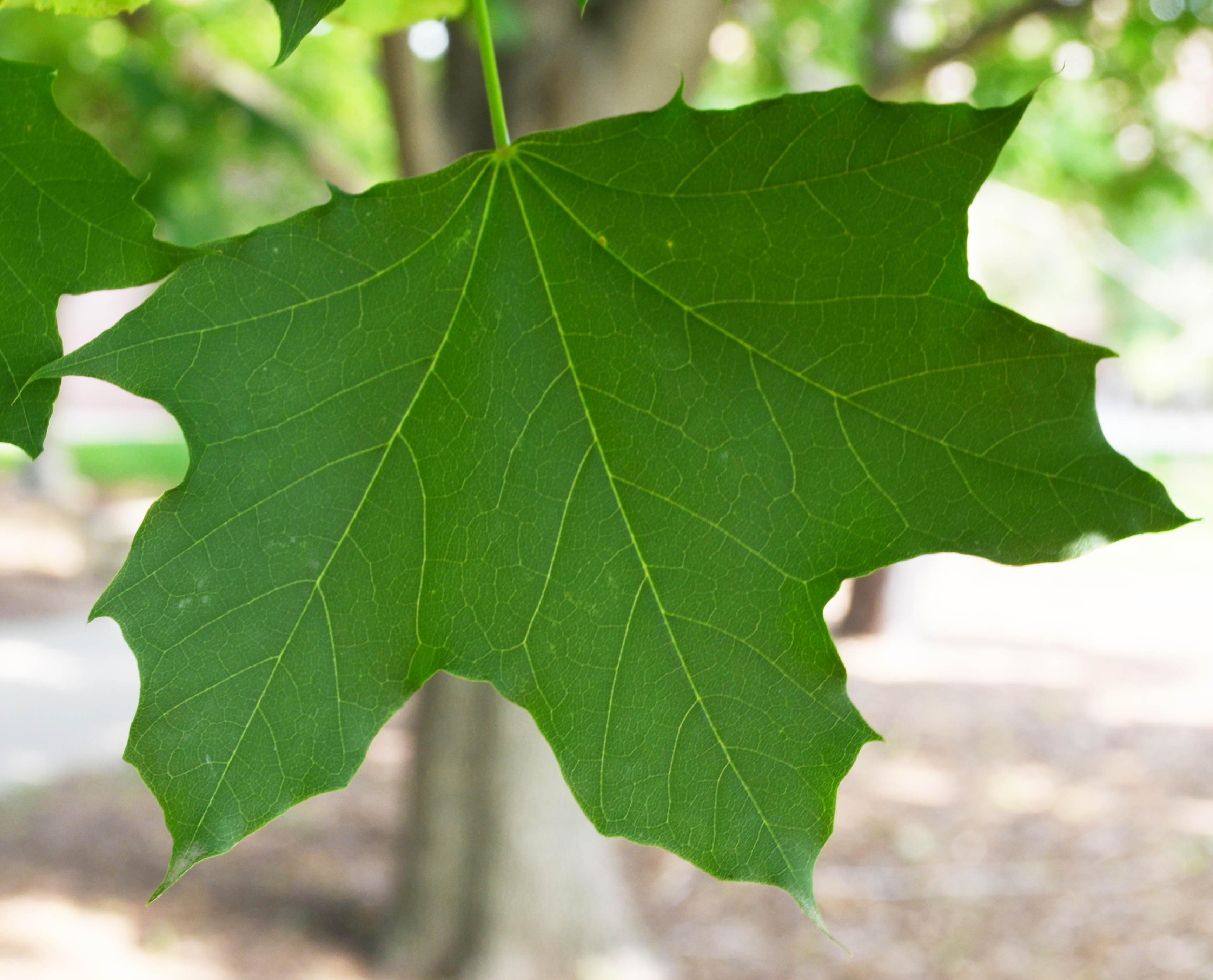 Acer platanoides ‘Emerald Queen’ – Purdue Arboretum Explorer