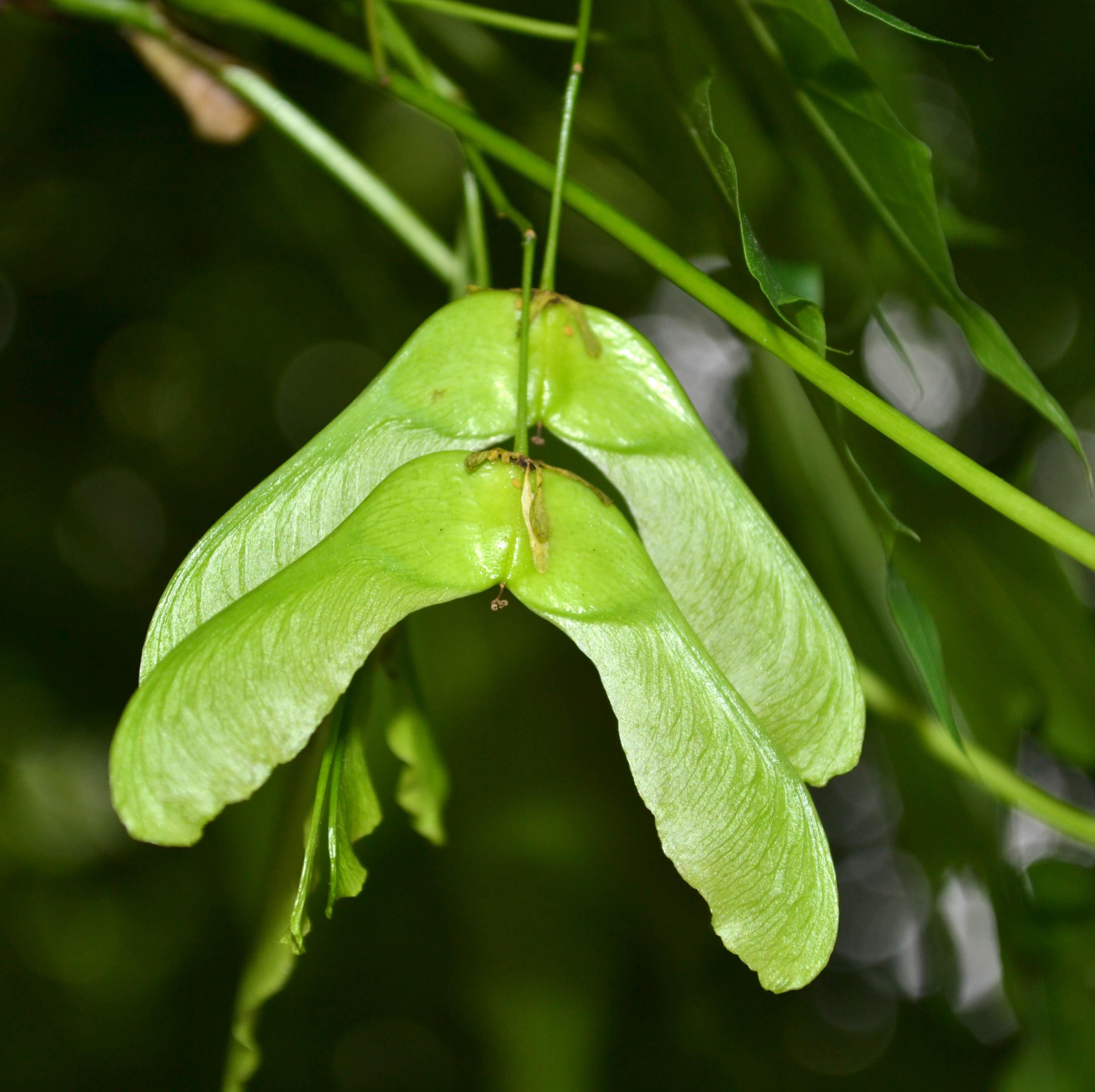 Acer platanoides ‘Emerald Queen’ – Purdue Arboretum Explorer